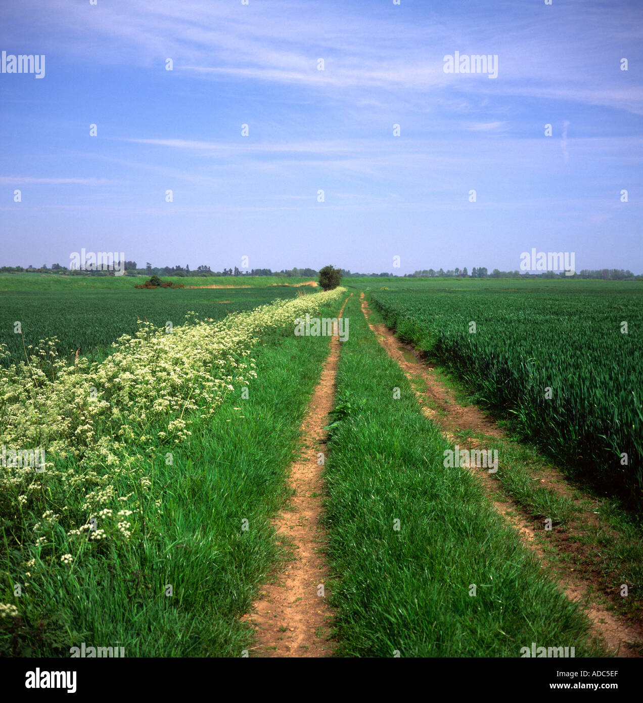 Country path in summer hi-res stock photography and images - Alamy