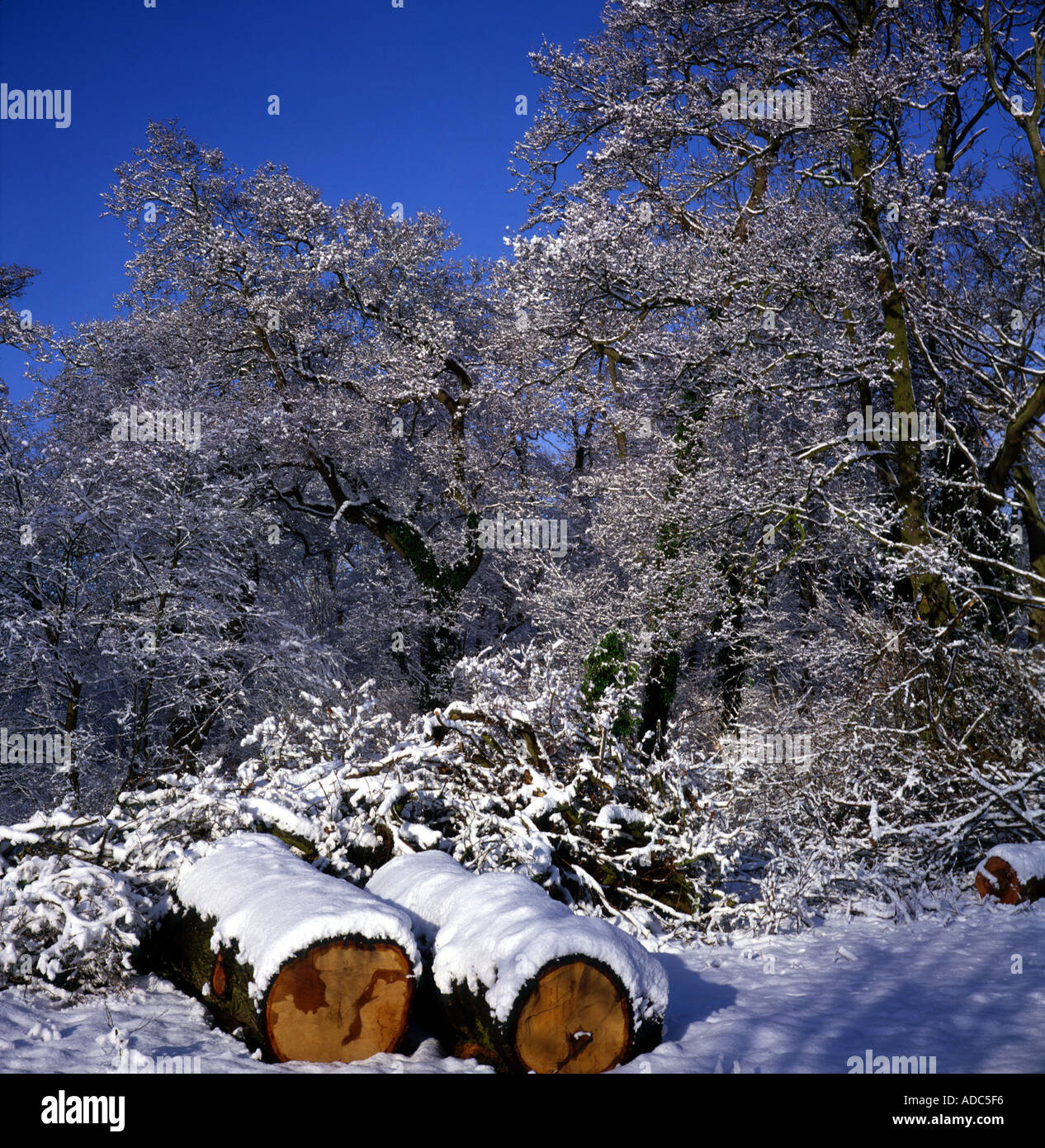 Winter snow on trees in Butley woods Suffolk England Stock Photo - Alamy