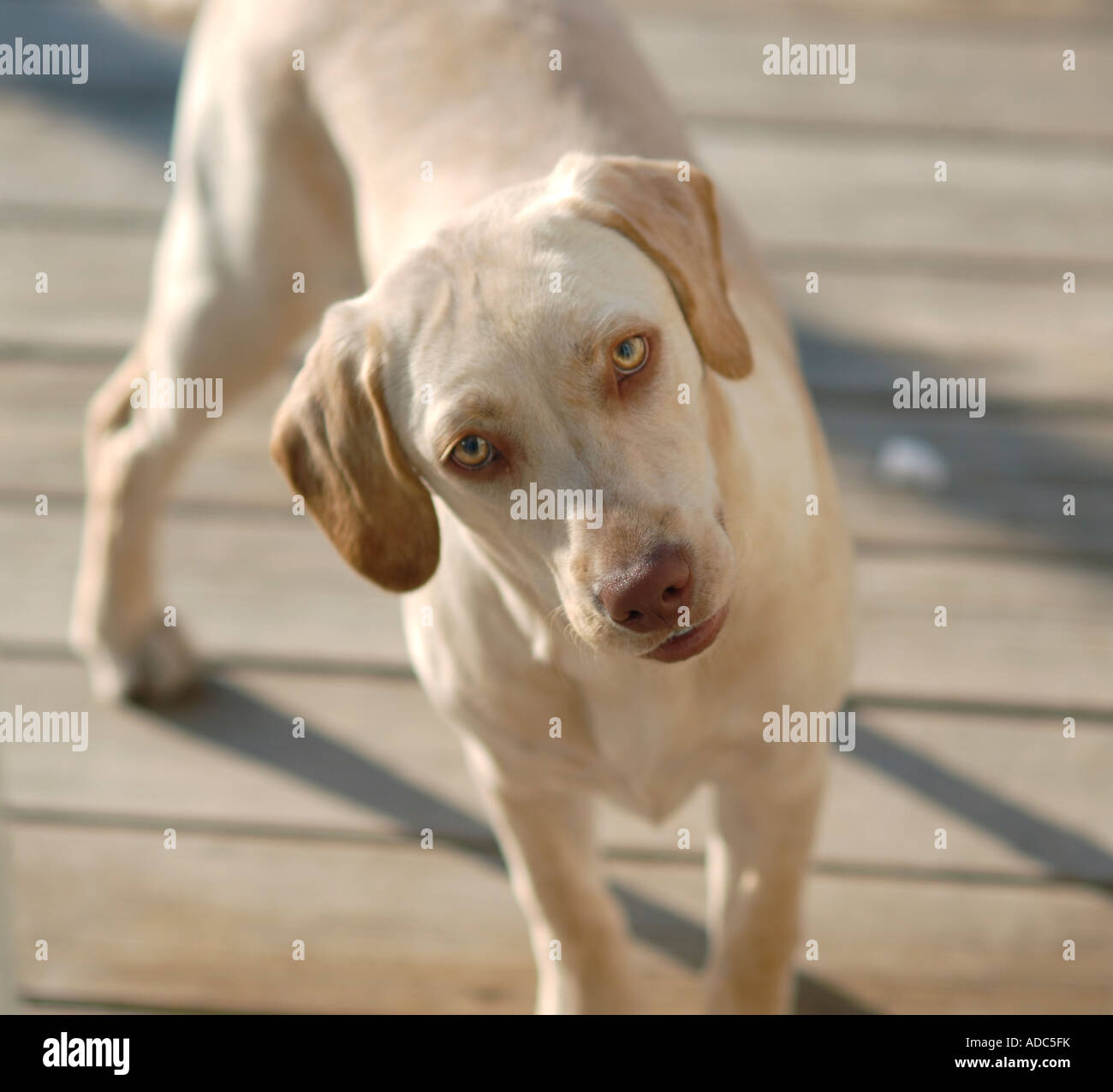 A cute Yellow Lab puppy Stock Photo - Alamy