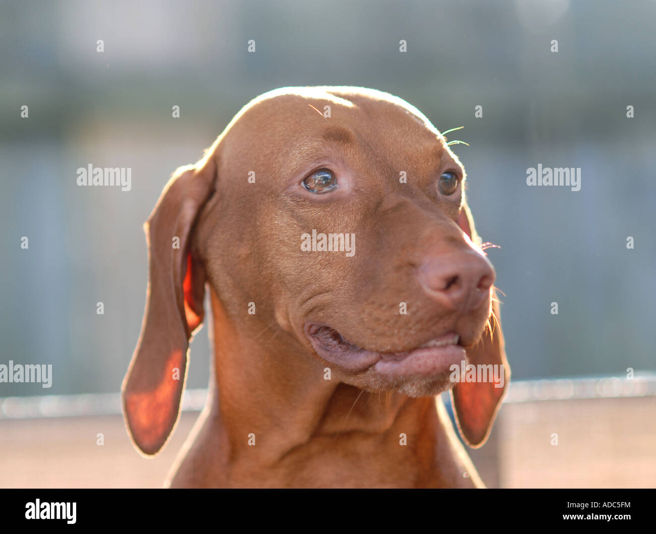 Hungarian Viszla dog portrait Stock Photo - Alamy