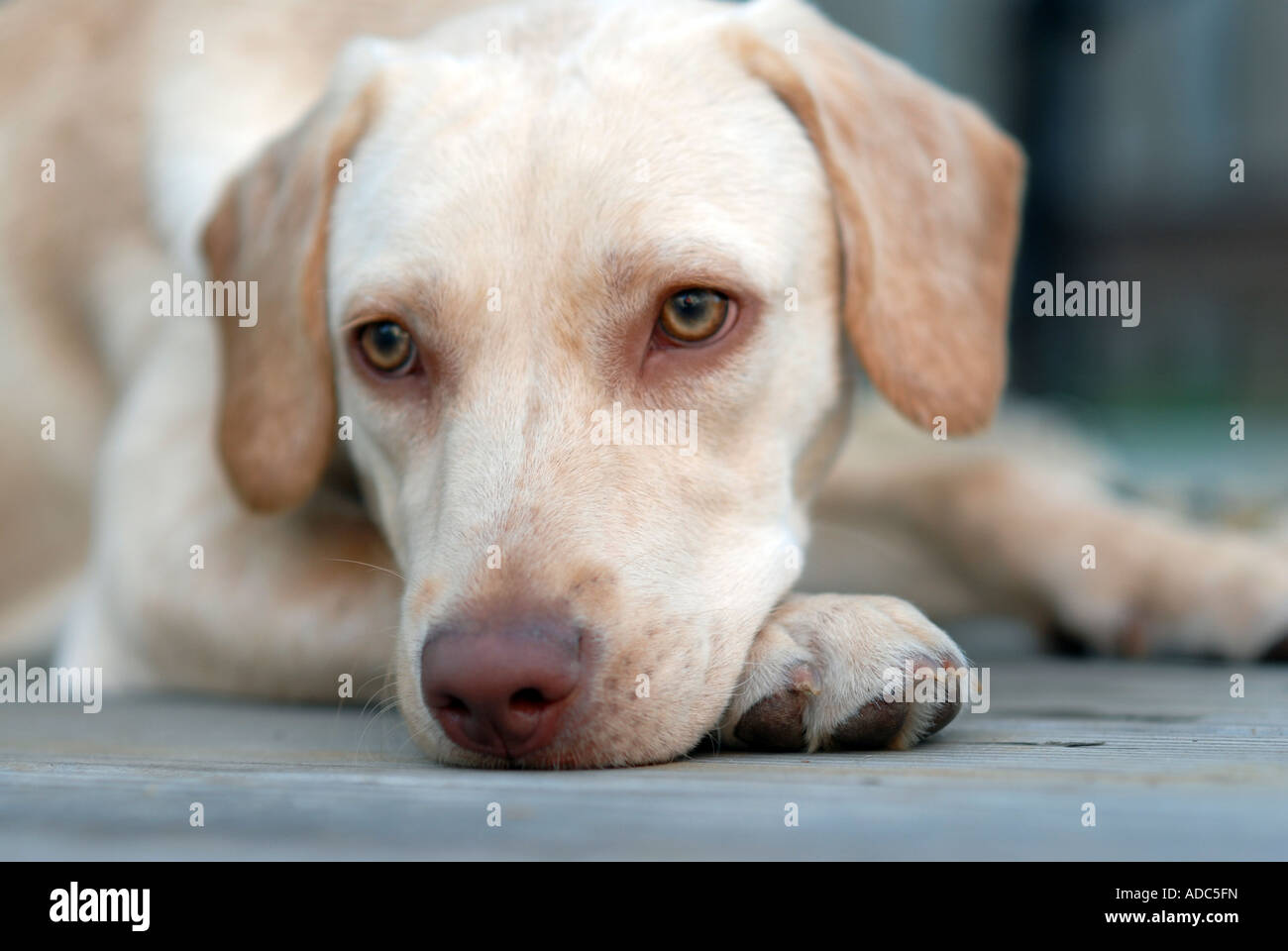 A cute Yellow Lab puppy Stock Photo - Alamy