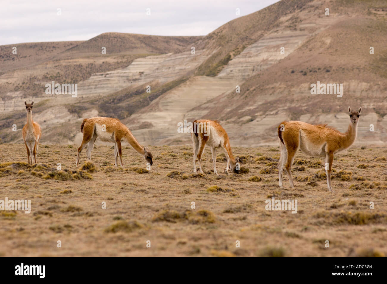 Guanaco skin hi-res stock photography and images - Alamy