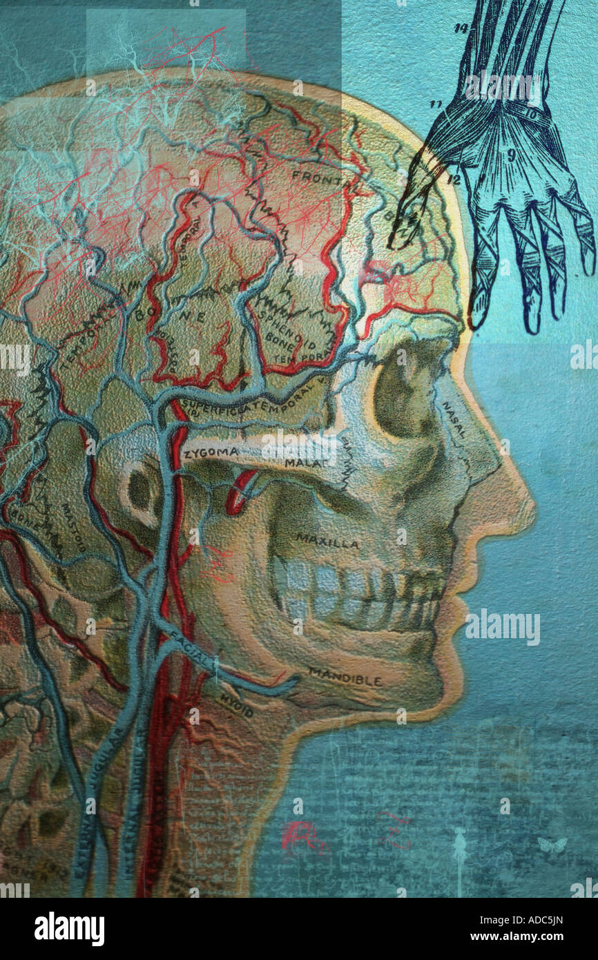 Antique Medical drawing collage Stock Photo - Alamy