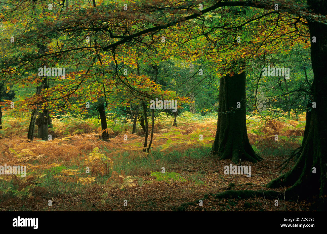 Woodland calendars hi-res stock photography and images - Alamy