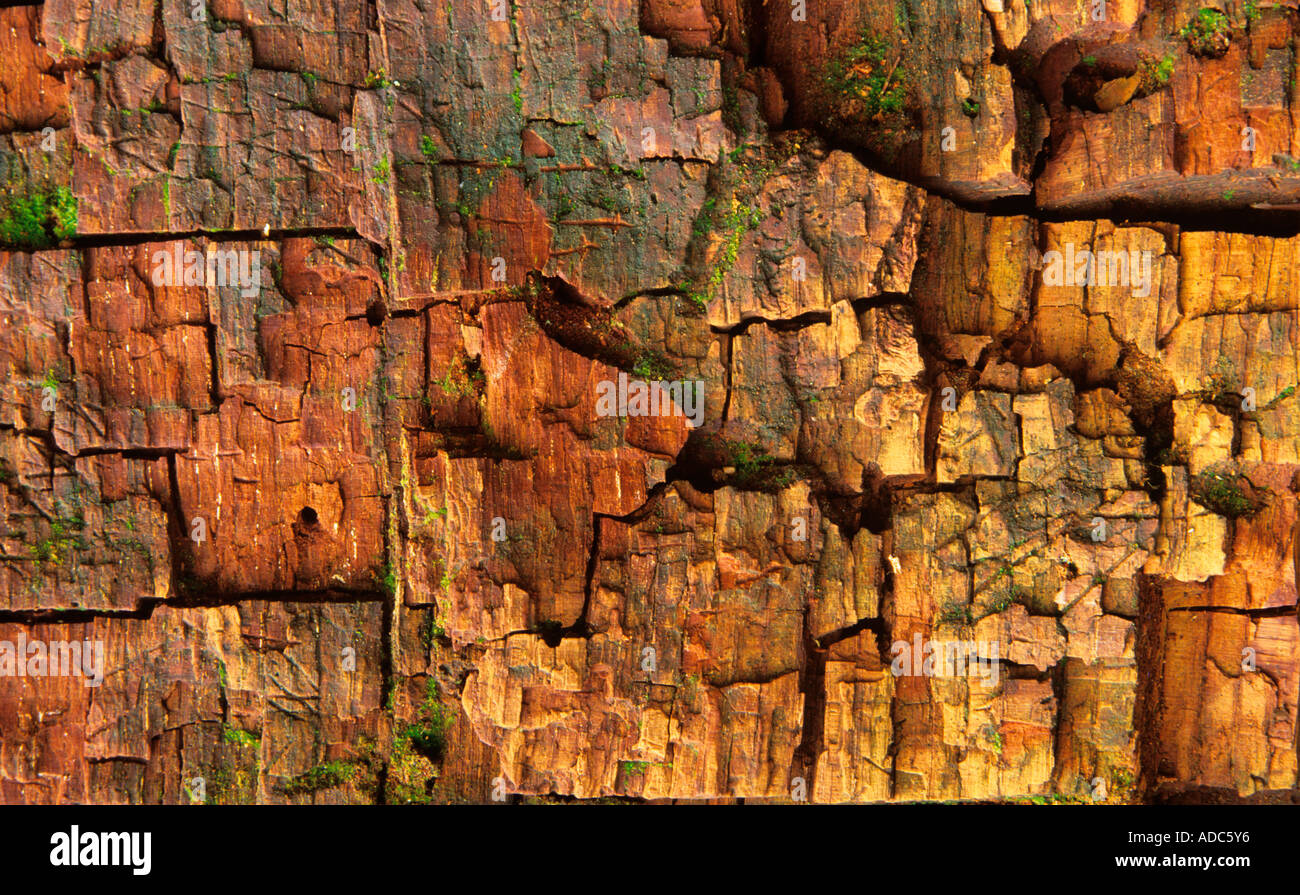 Knobbly russet hi-res stock photography and images - Alamy