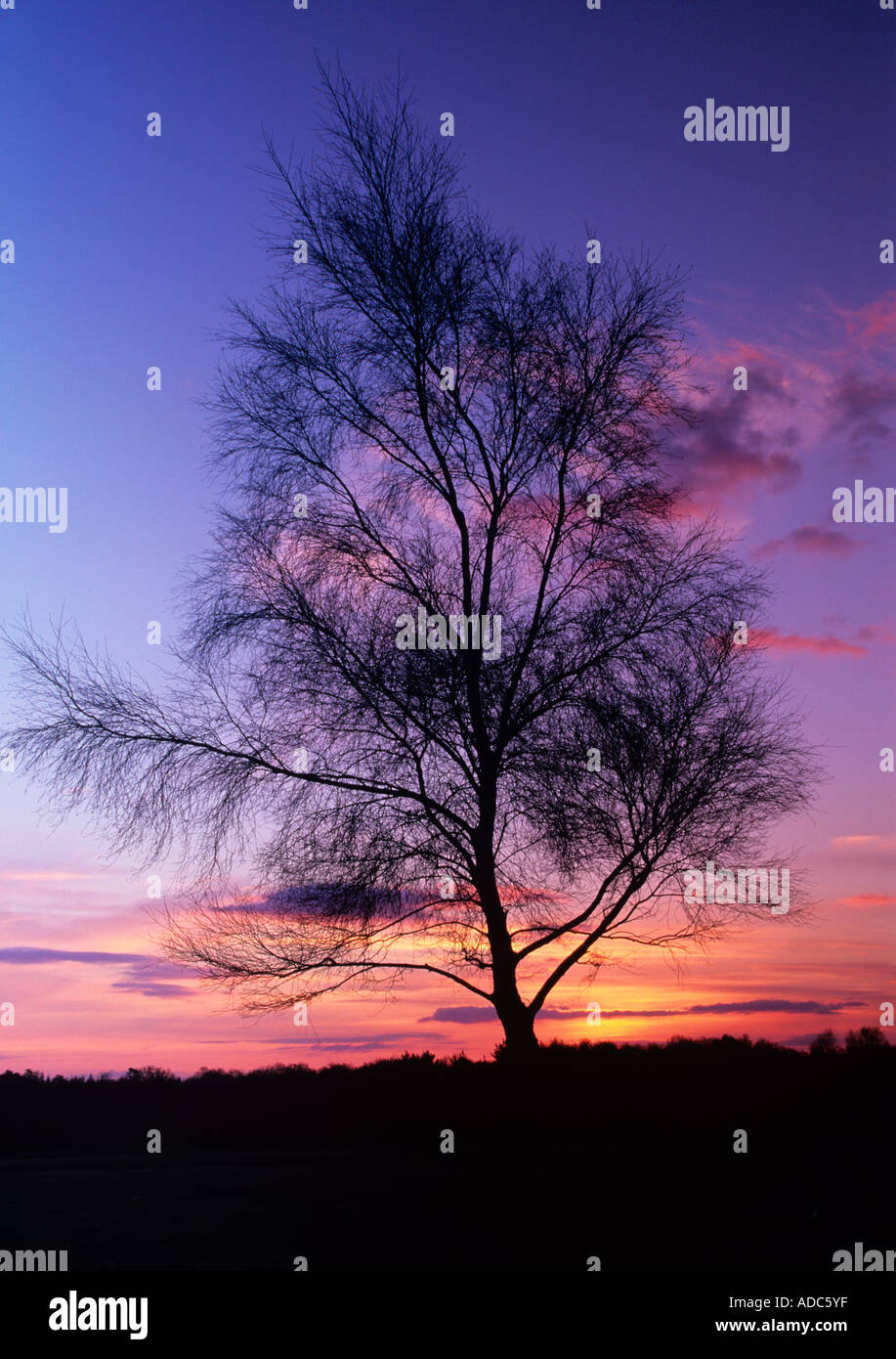 New forest national park walking routes hi-res stock photography and ...