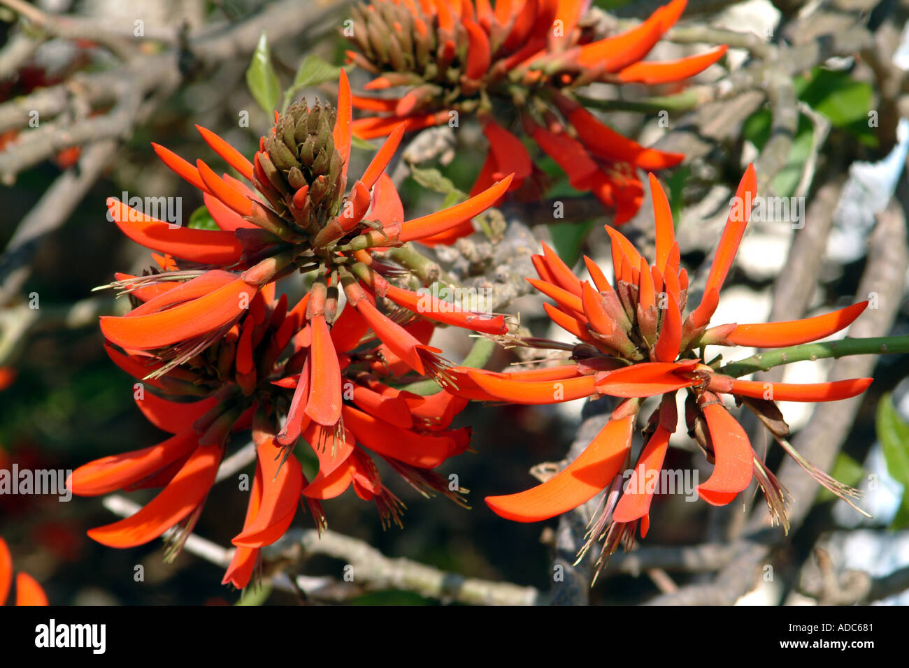 Kafferboom High Resolution Stock Photography and Images - Alamy