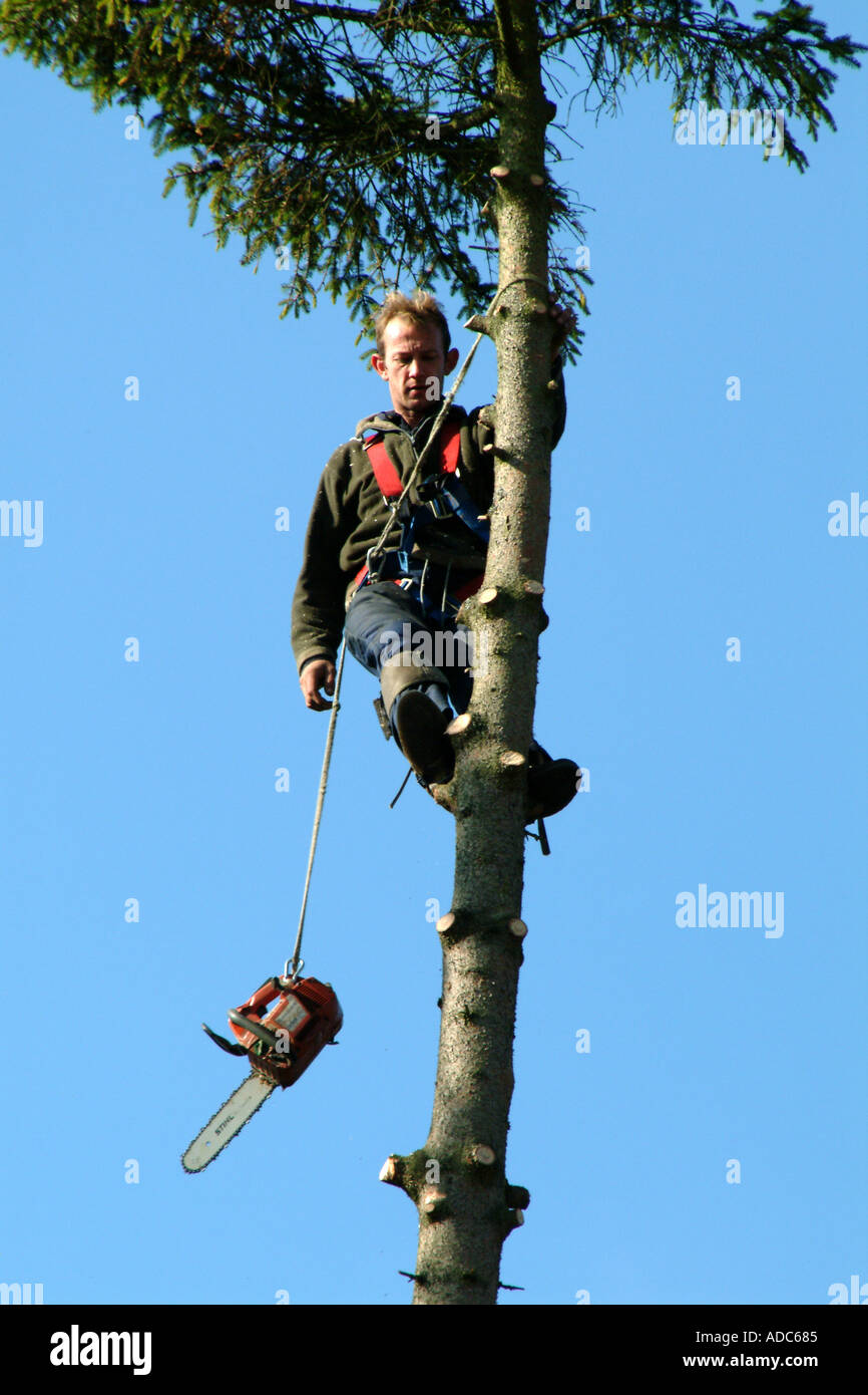 Tree Surgeon with Chain saw on fir tree. Southern England United ...