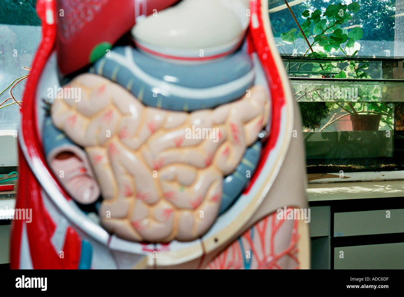 Educational model of body organs Stock Photo - Alamy