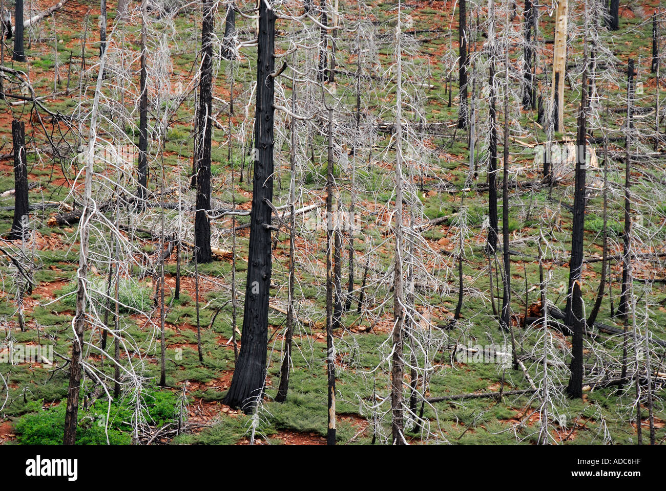 Burned trees hi-res stock photography and images - Alamy