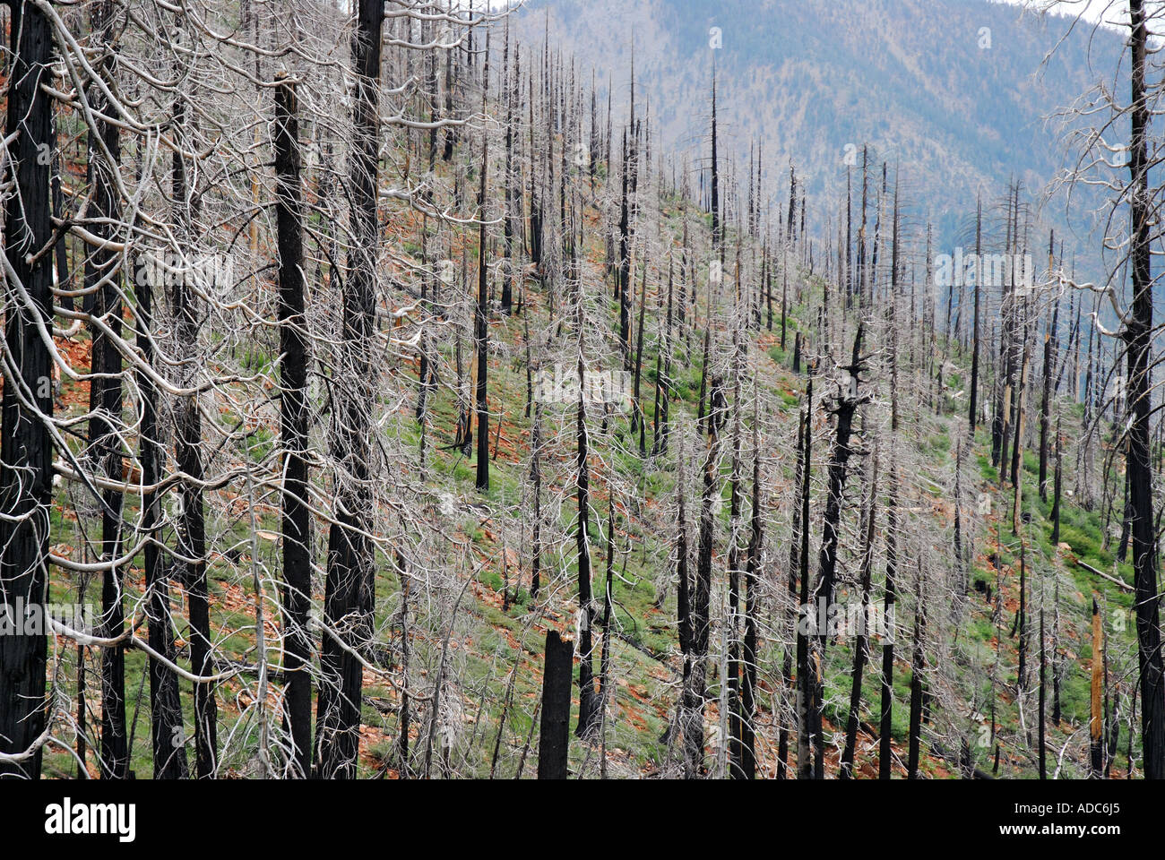 Blackened trees from fire hi-res stock photography and images - Alamy