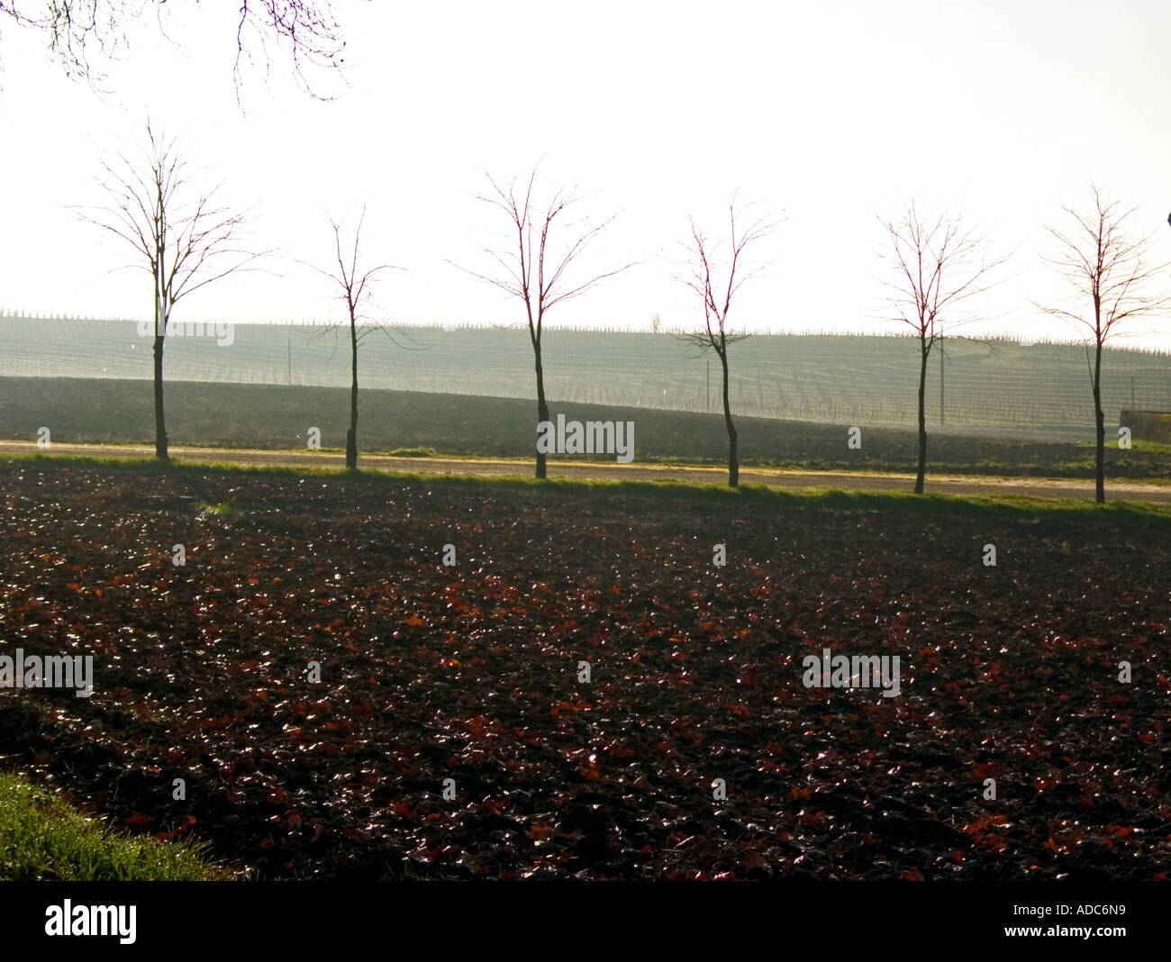 a line of six trees stand at the edge of an autumnal field littered ...