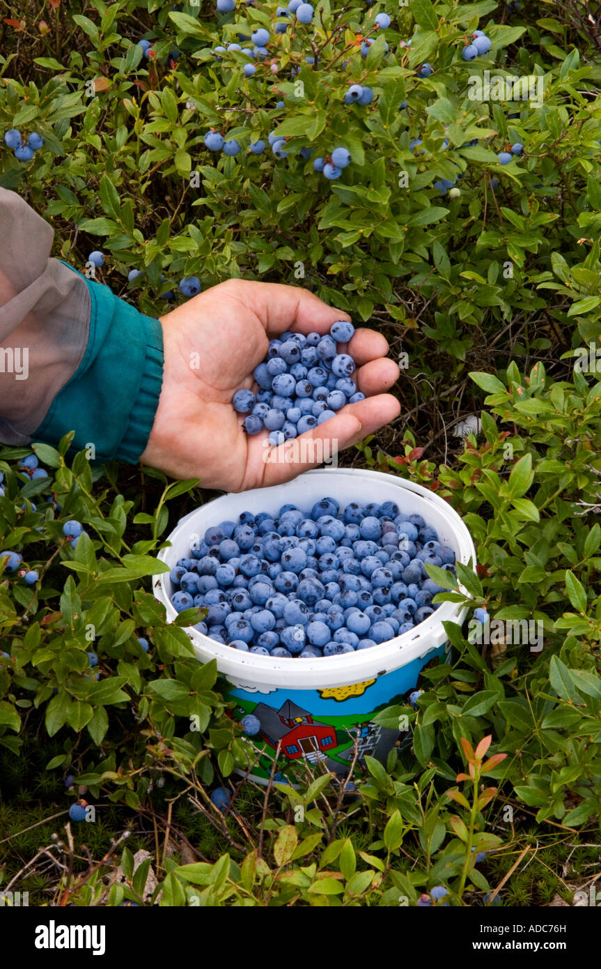 Native berry picking canada hi-res stock photography and images - Alamy