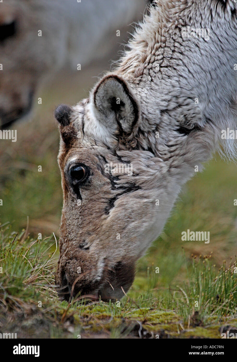 Juvenile reindeer grazing hi-res stock photography and images - Alamy