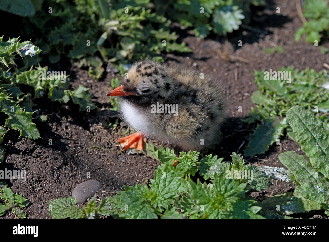 Young Arctic Tern chick on the ground Stock Photo - Alamy
