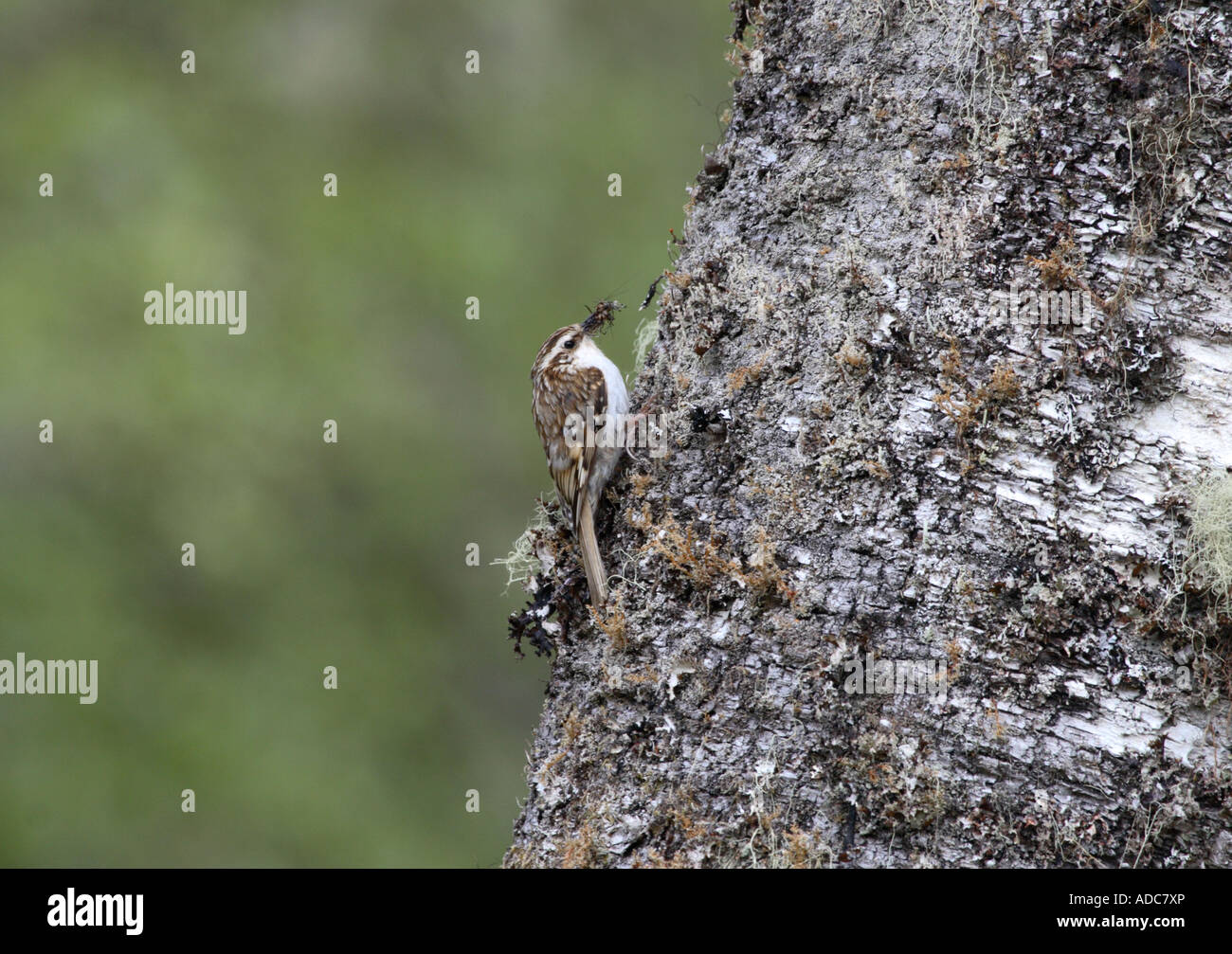 Tree Creeper catching flies on a Silver Birch Stock Photo - Alamy
