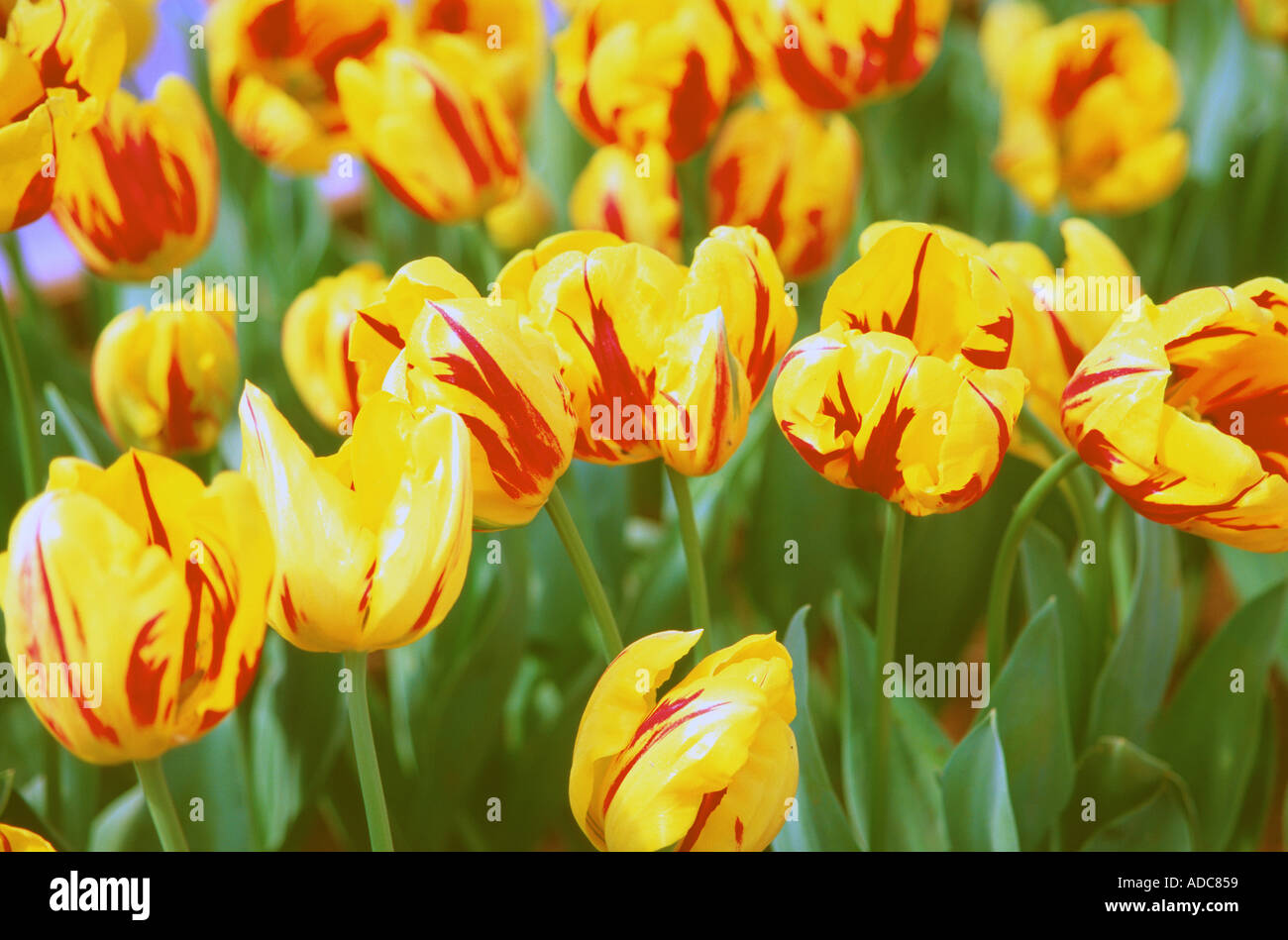 Tulipa "Mickey Mouse" tulip Stock Photo - Alamy