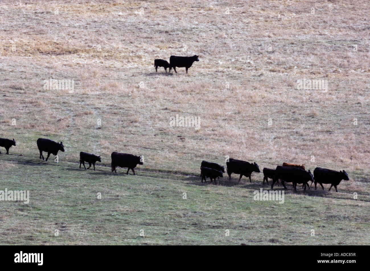 Cattle being herded in Cypress Hills Interprovincial Park Alberta Stock ...