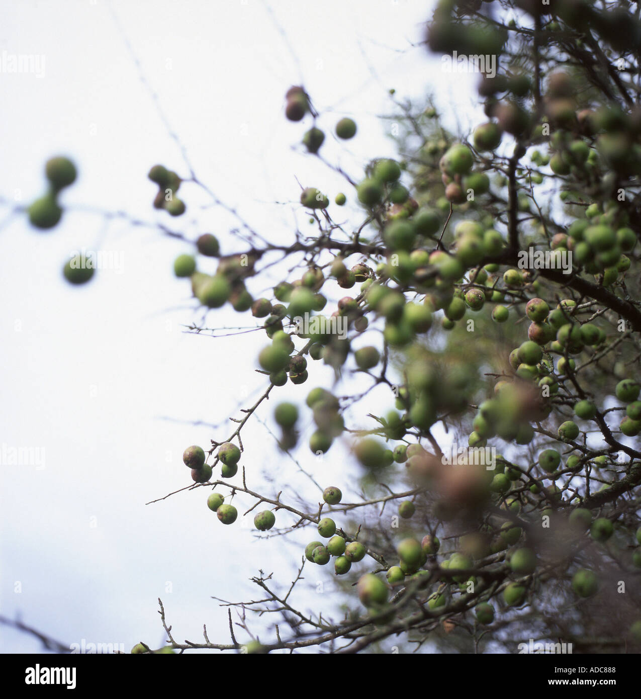 Wild crab apples on a crab apple crabapple tree malus in autumn ...