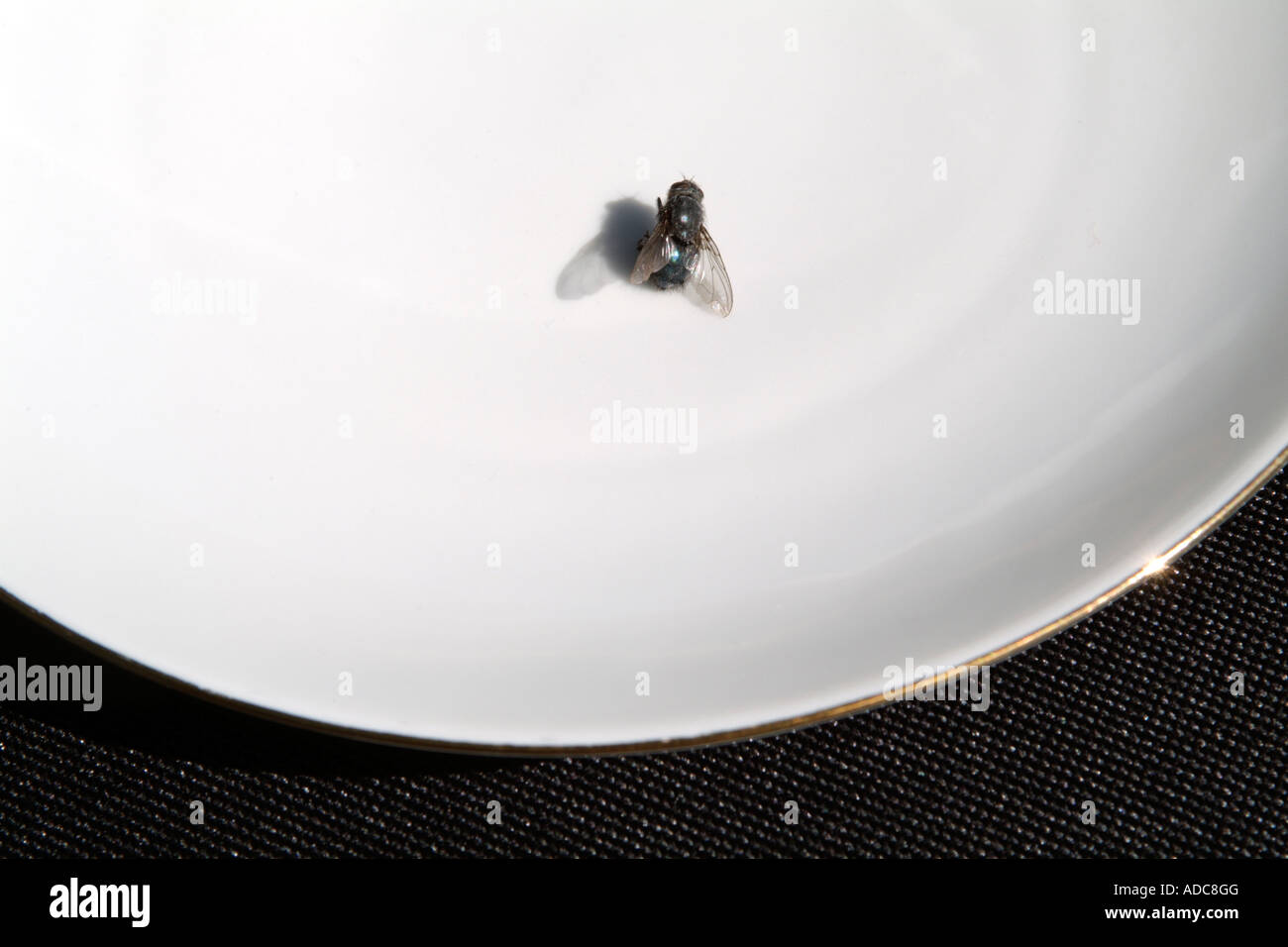 Fly on plate hi-res stock photography and images - Alamy