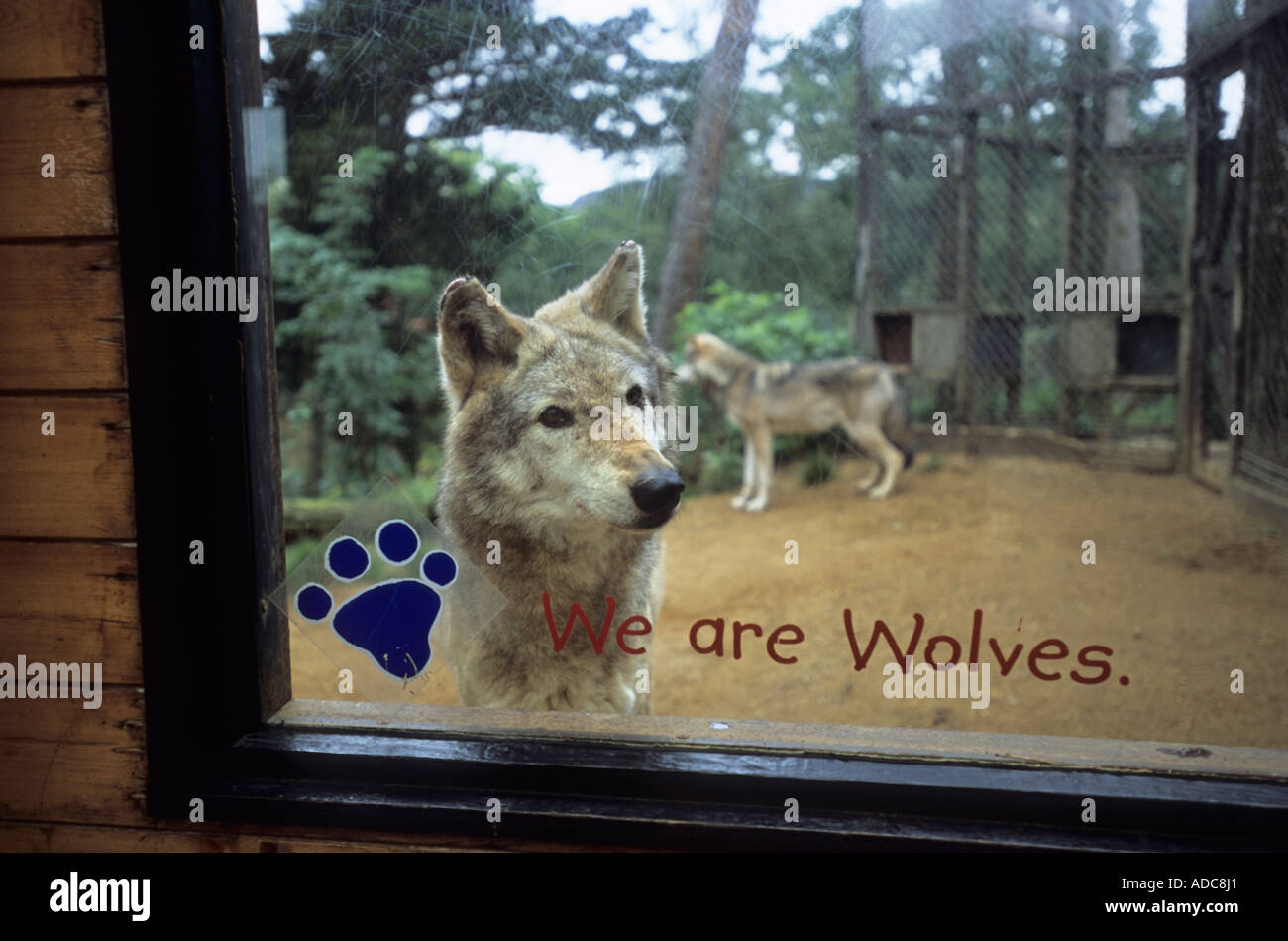 Glass-fronted wolf enclosure Colchester Zoo UK Stock Photo - Alamy