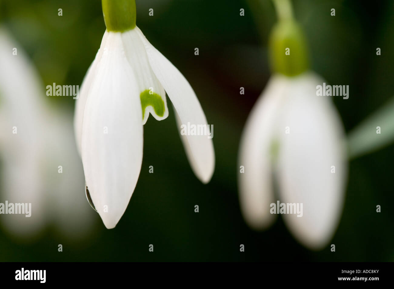 Very large flowering snowdrop hi-res stock photography and images - Alamy