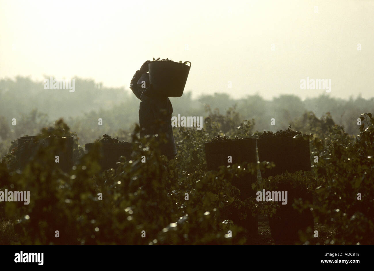 Grape harvest. Wine production. La Rioja, Spain Stock Photo - Alamy