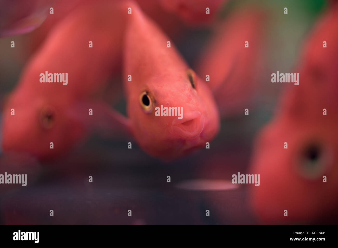 Fish in fish tank, close-up Stock Photo - Alamy