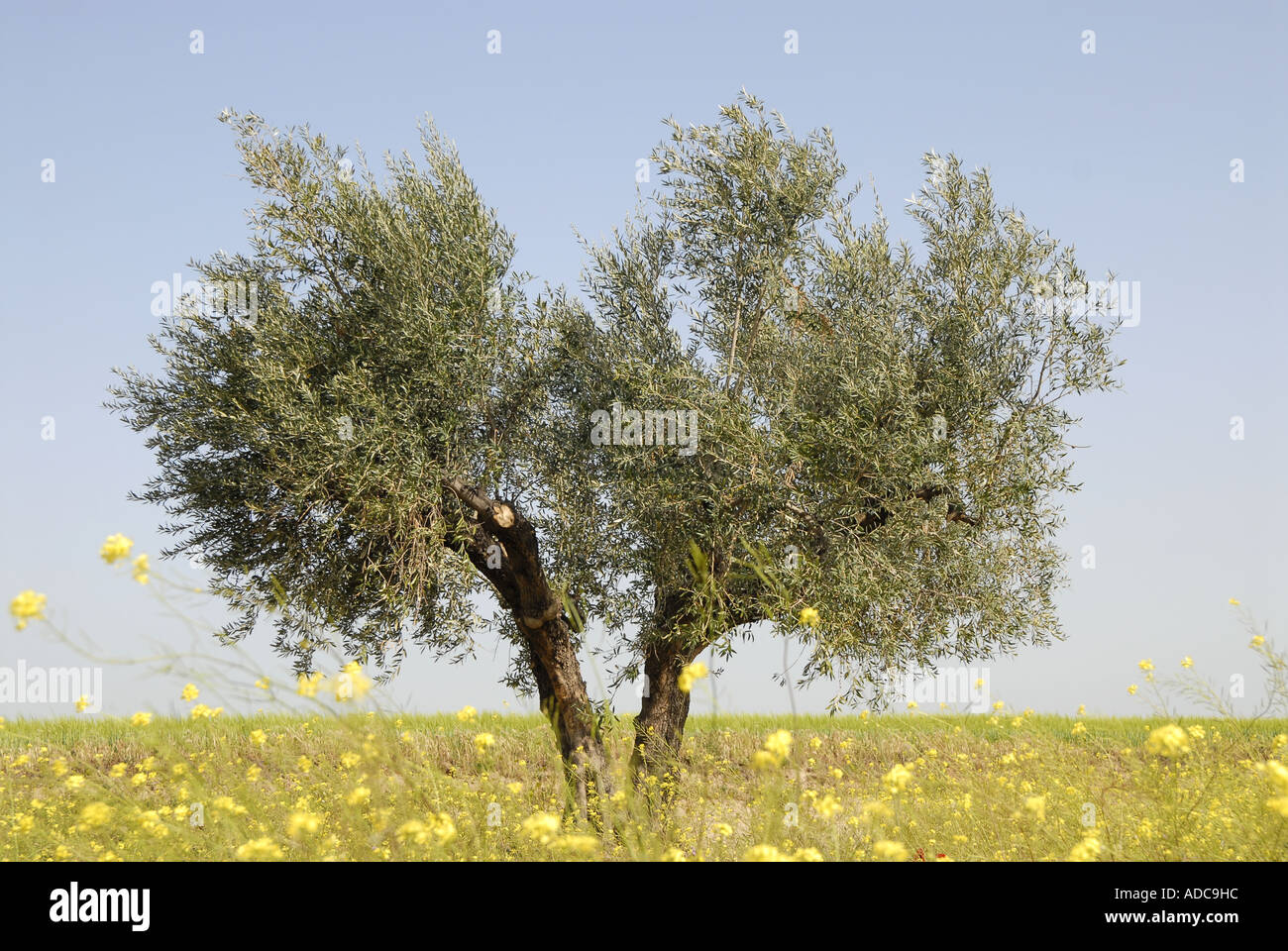 Olive tree crop Stock Photo - Alamy