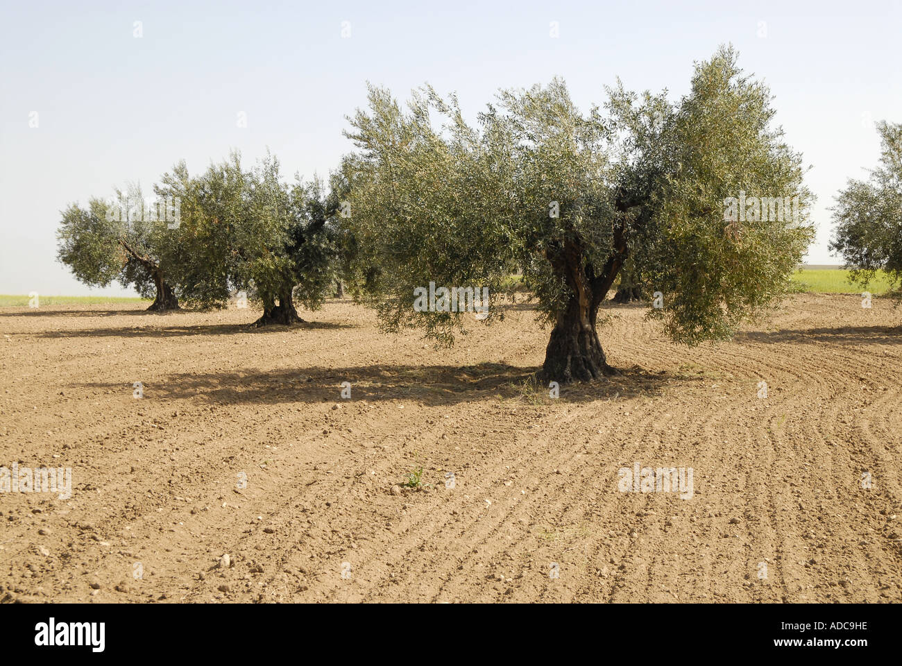 Olive tree crop Stock Photo - Alamy
