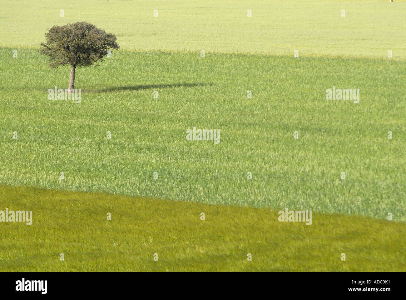 Tree on a cereal crop Stock Photo - Alamy