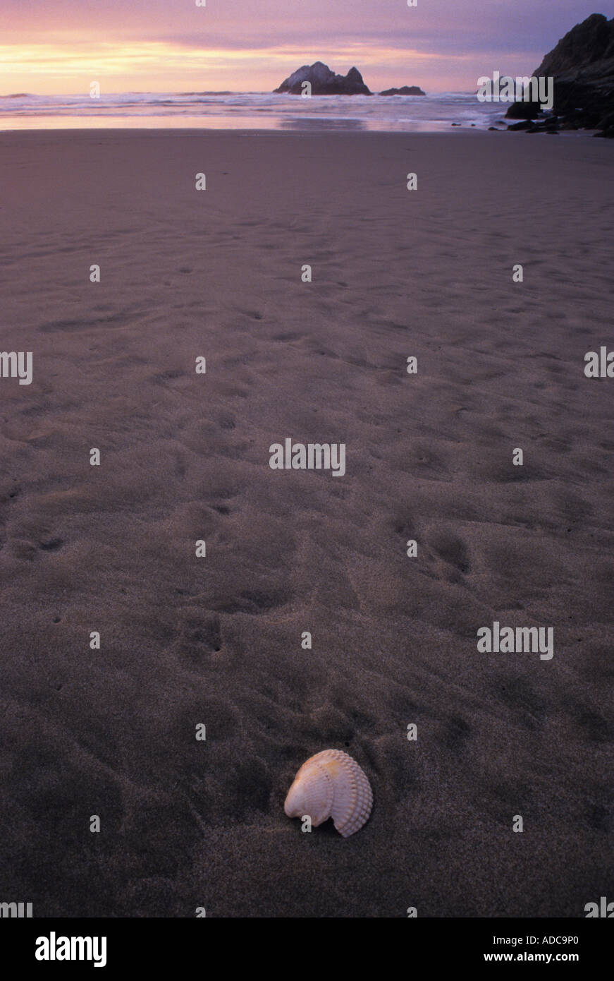 Broken clam shell on beach with Seal Rocks in the background San ...