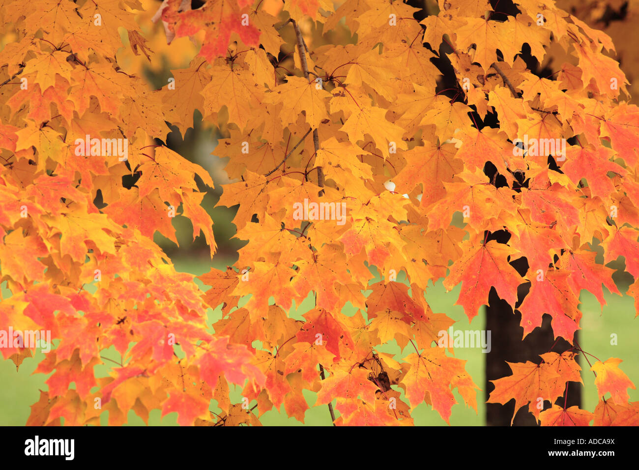 sugar maple leaves in autumn acer saccharum Stock Photo - Alamy
