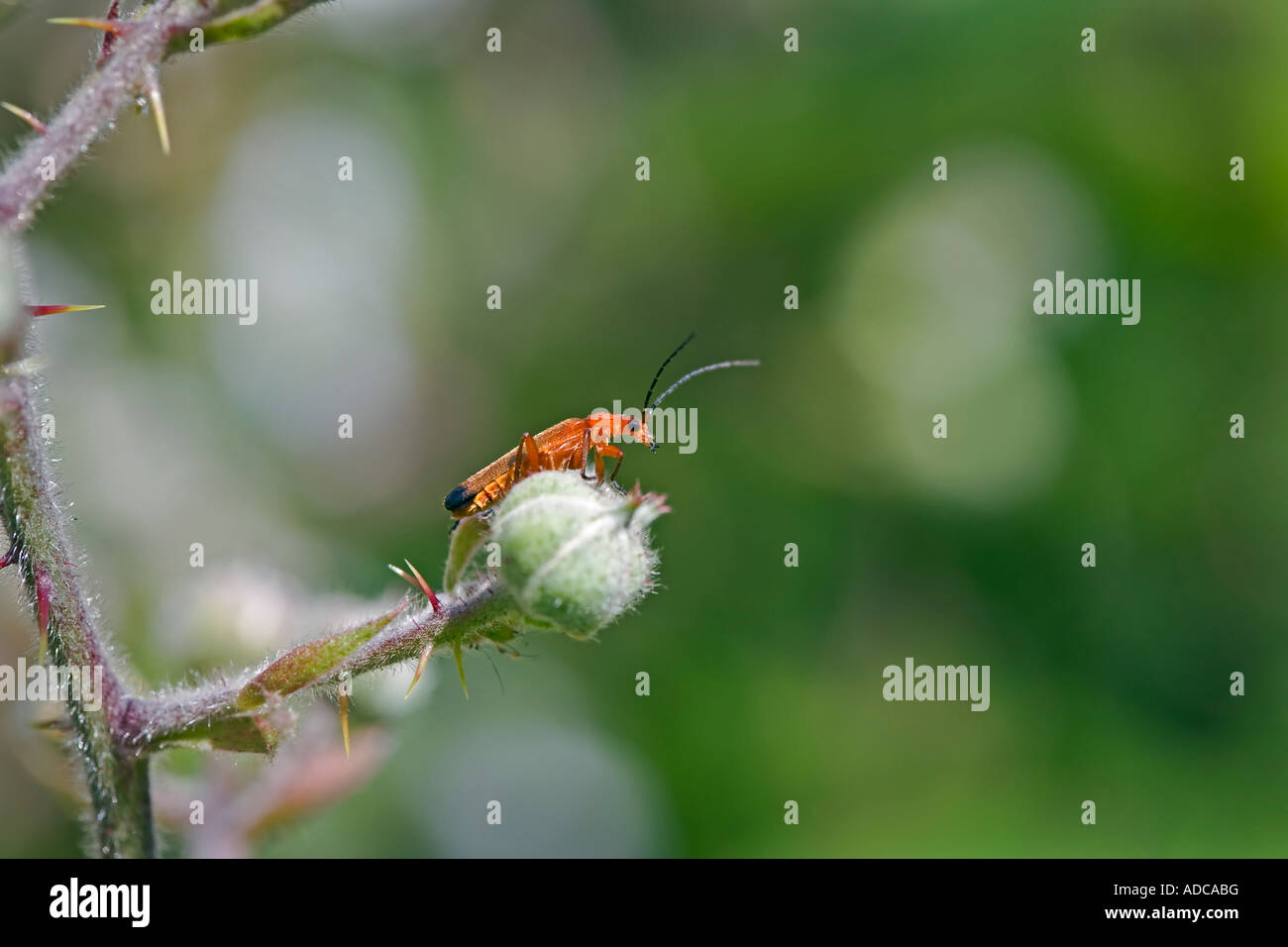 Soldier beetle hi-res stock photography and images - Alamy