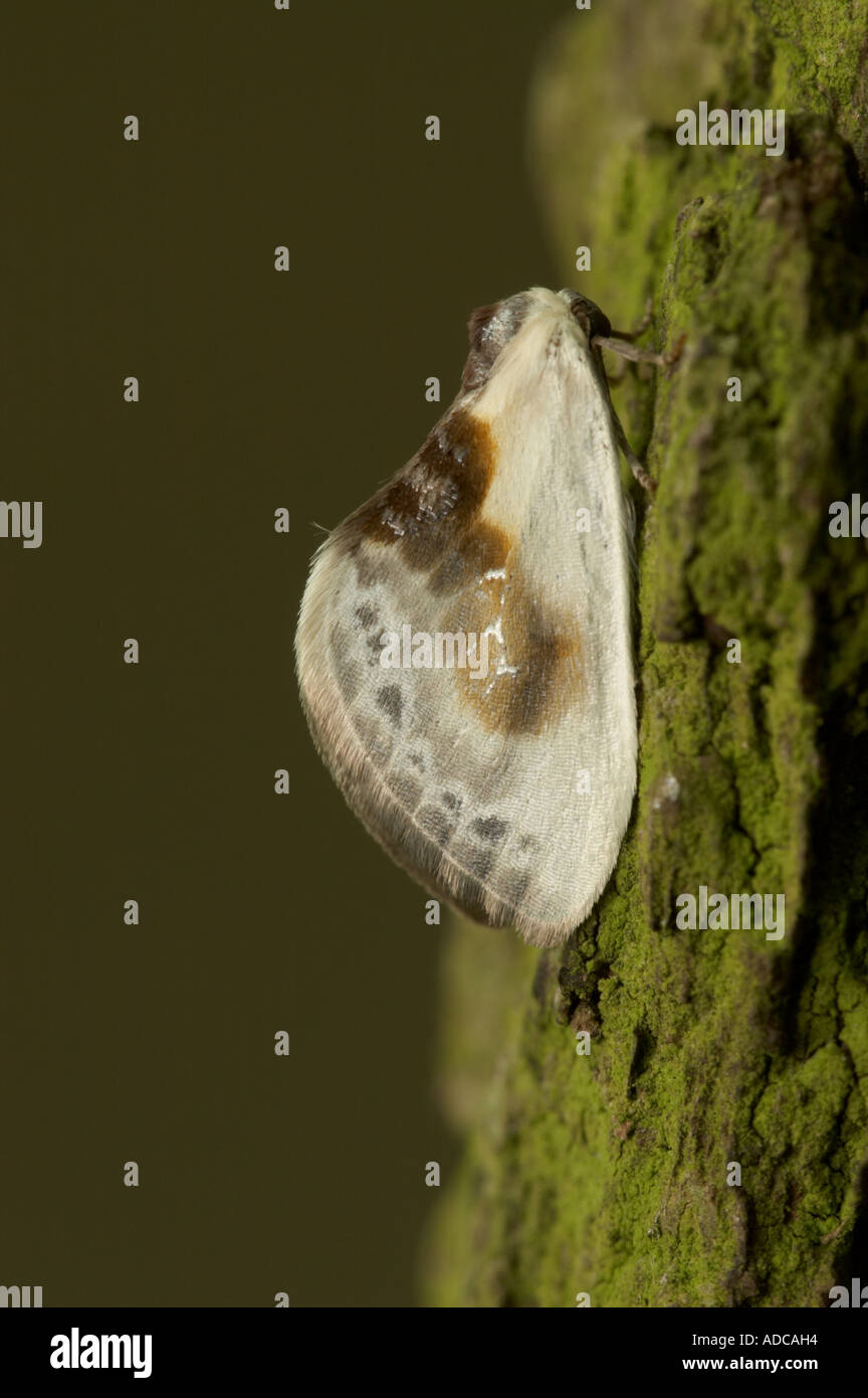 Chinese character moth hi-res stock photography and images - Alamy