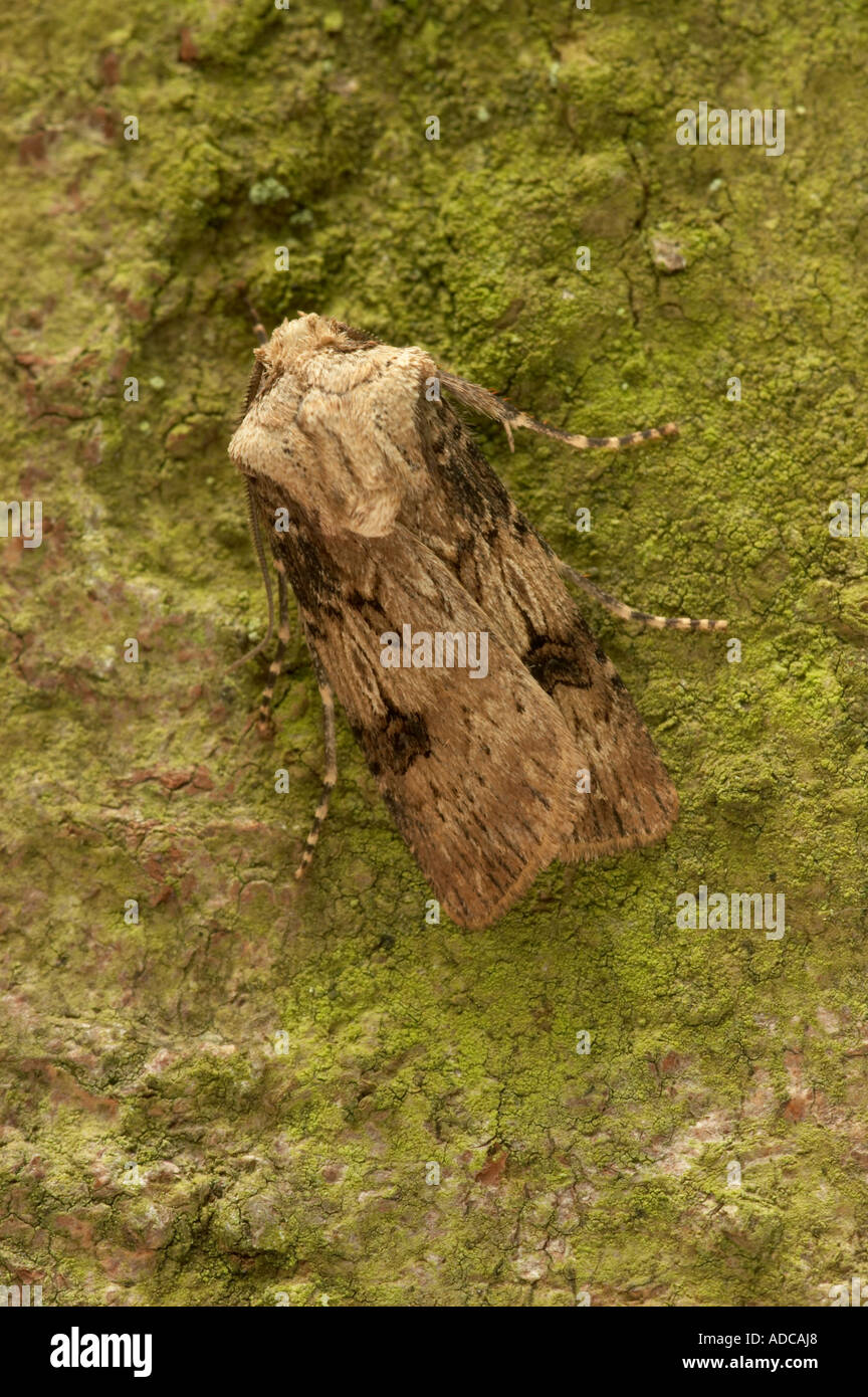 Shuttle shaped dart hi-res stock photography and images - Alamy