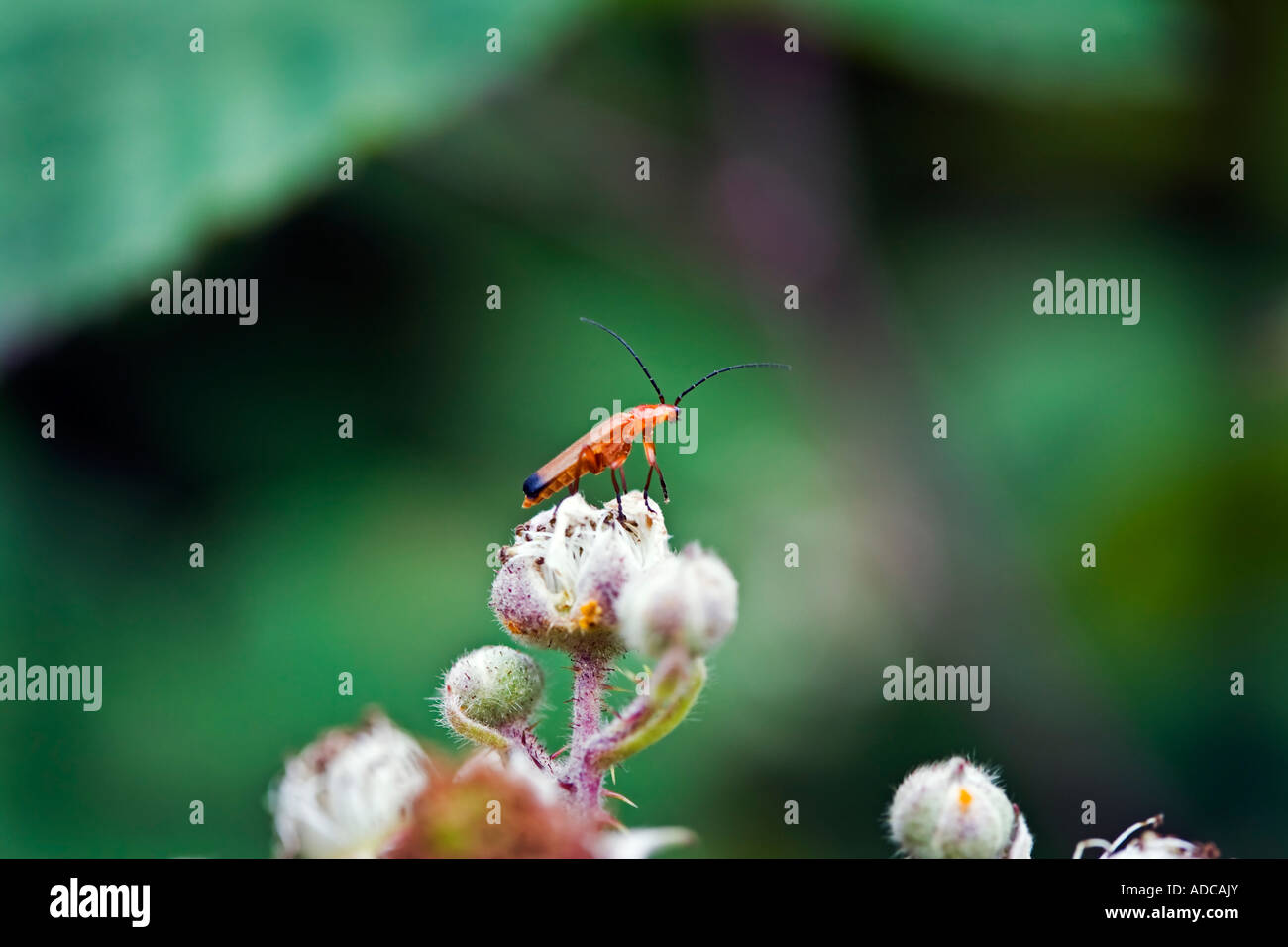 Soldier beetle on blackberry blossom Stock Photo - Alamy