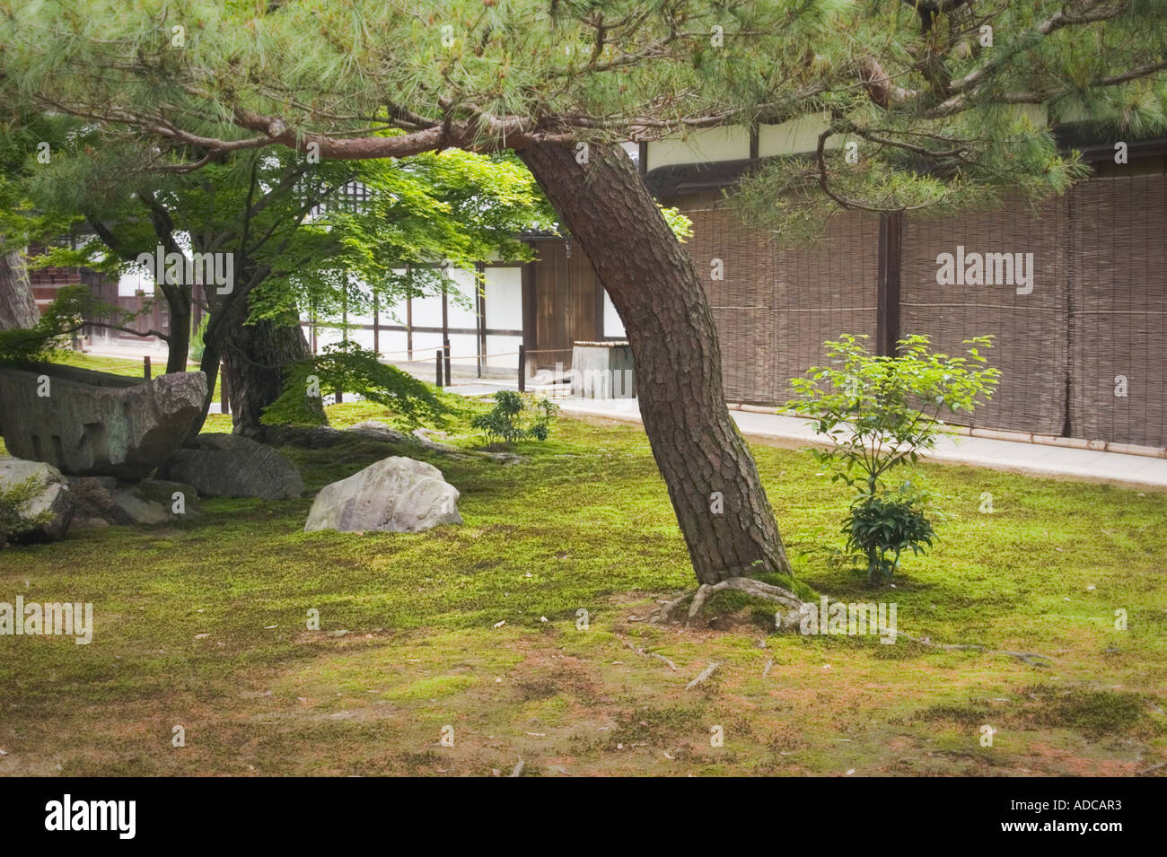 Leaning pine tree at Kinkaku ji Temple known as the Golden Pavilion in ...