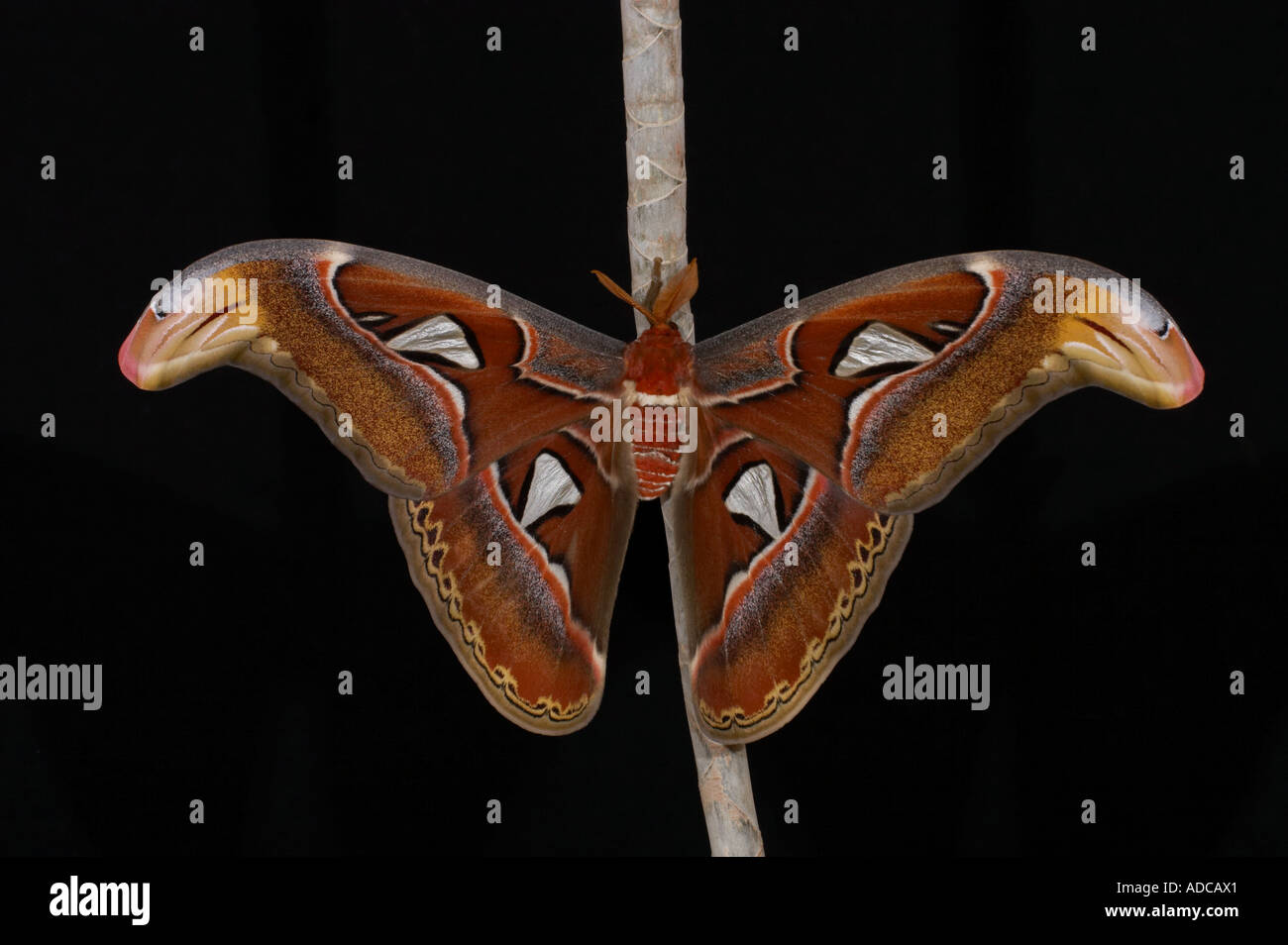 Giant Atlas Moth - Attacus atlas Stock Photo - Alamy