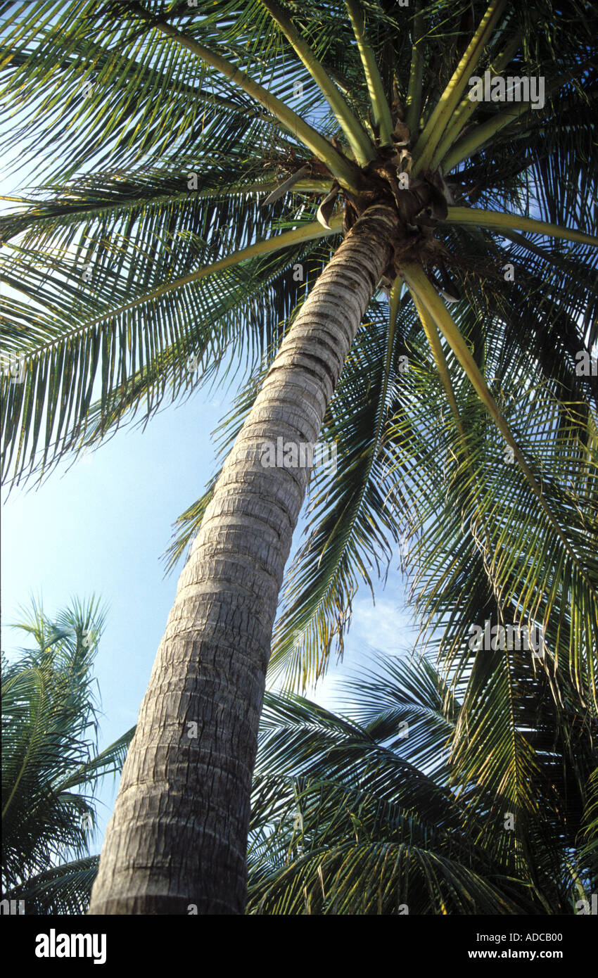 Palm tree bermuda hi-res stock photography and images - Alamy