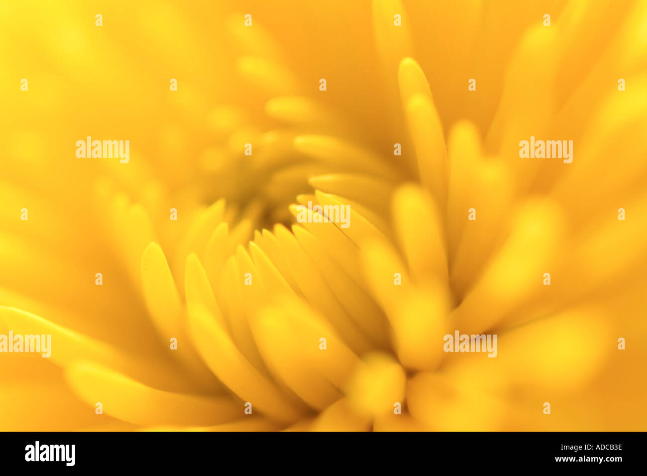 Mum cluster hi-res stock photography and images - Alamy