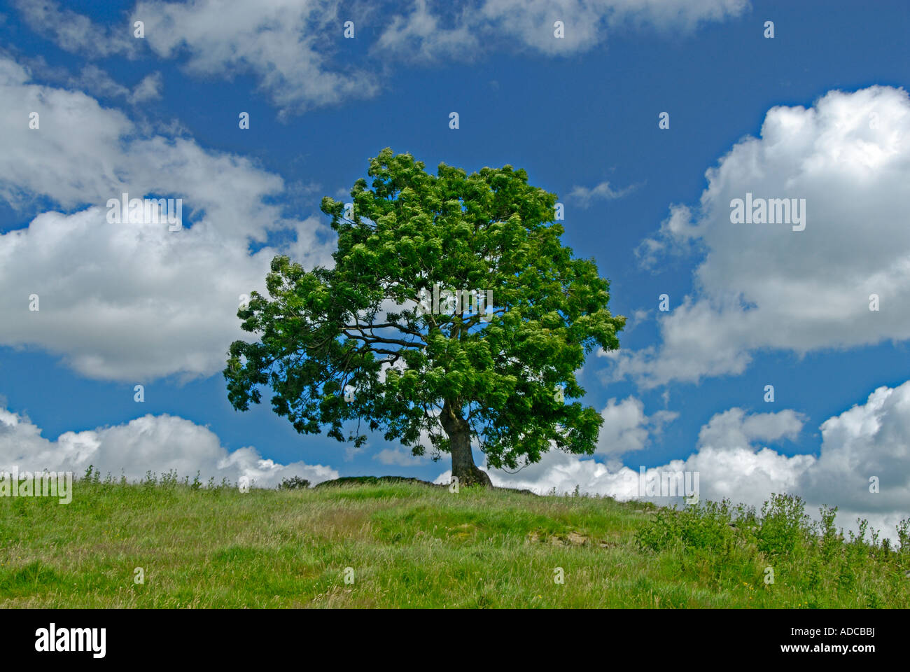 Ash tree . Hag End , Bowness on Windermere . Lake District National ...