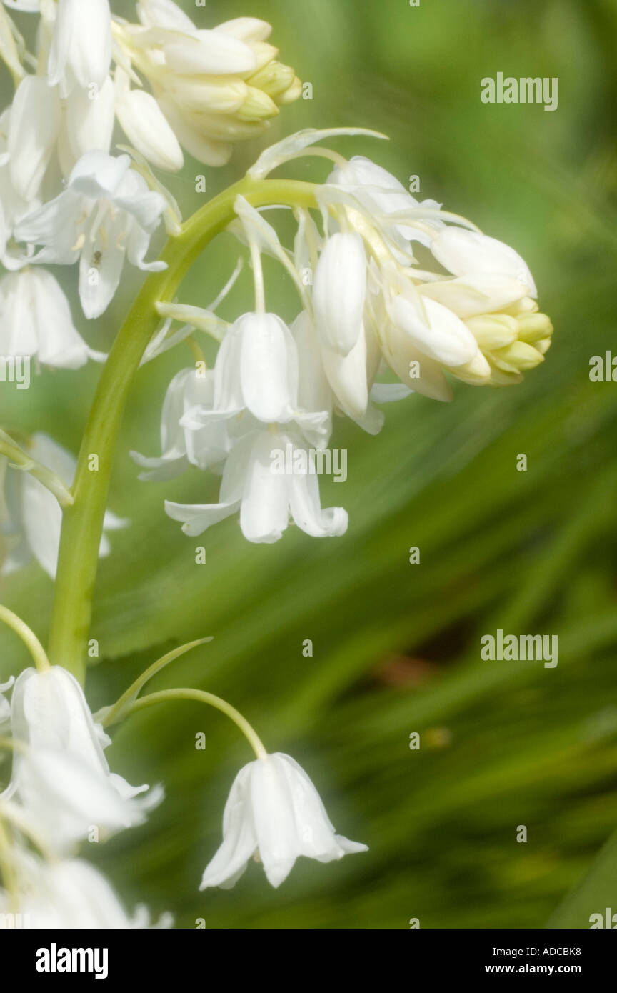 Cluster bell flower hi-res stock photography and images - Alamy