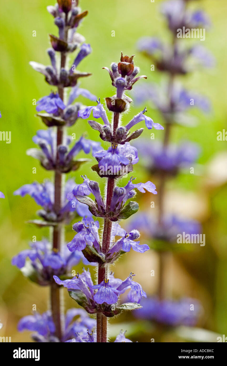 Bugle flowers hi-res stock photography and images - Alamy