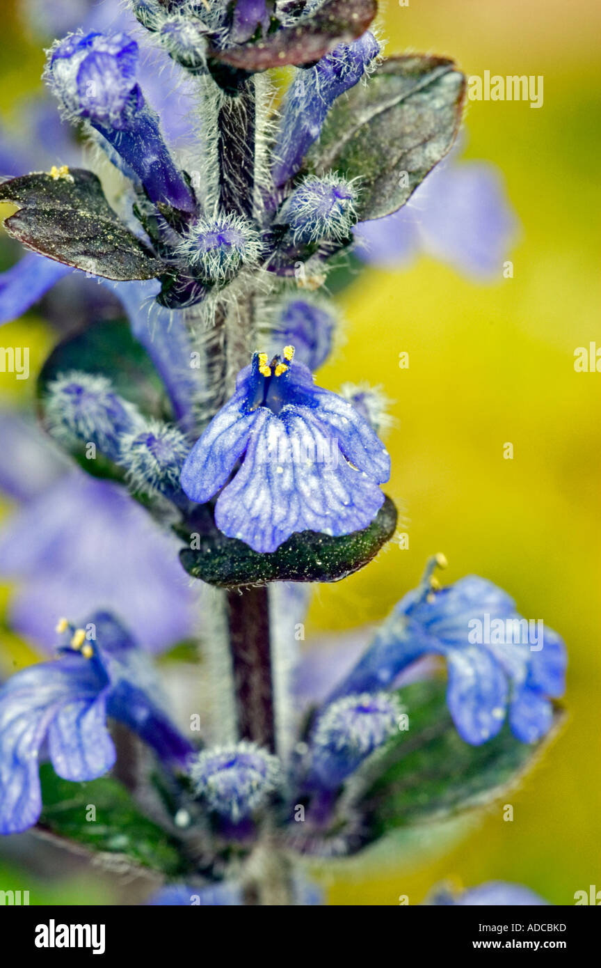 Close up of flowers of Bugle Ajuga reptans Stock Photo - Alamy