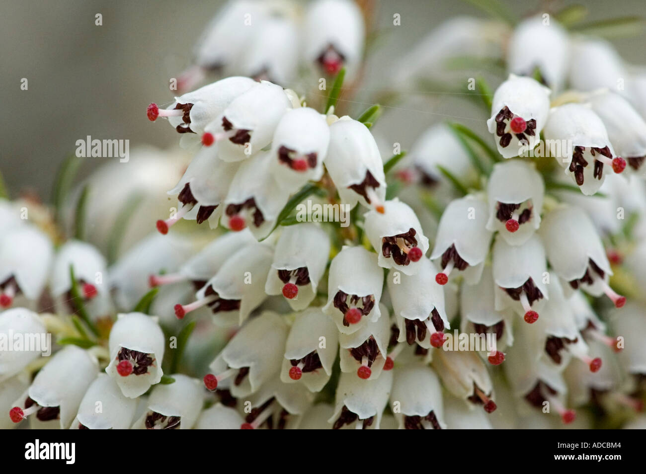 White heather flower head hi-res stock photography and images - Alamy