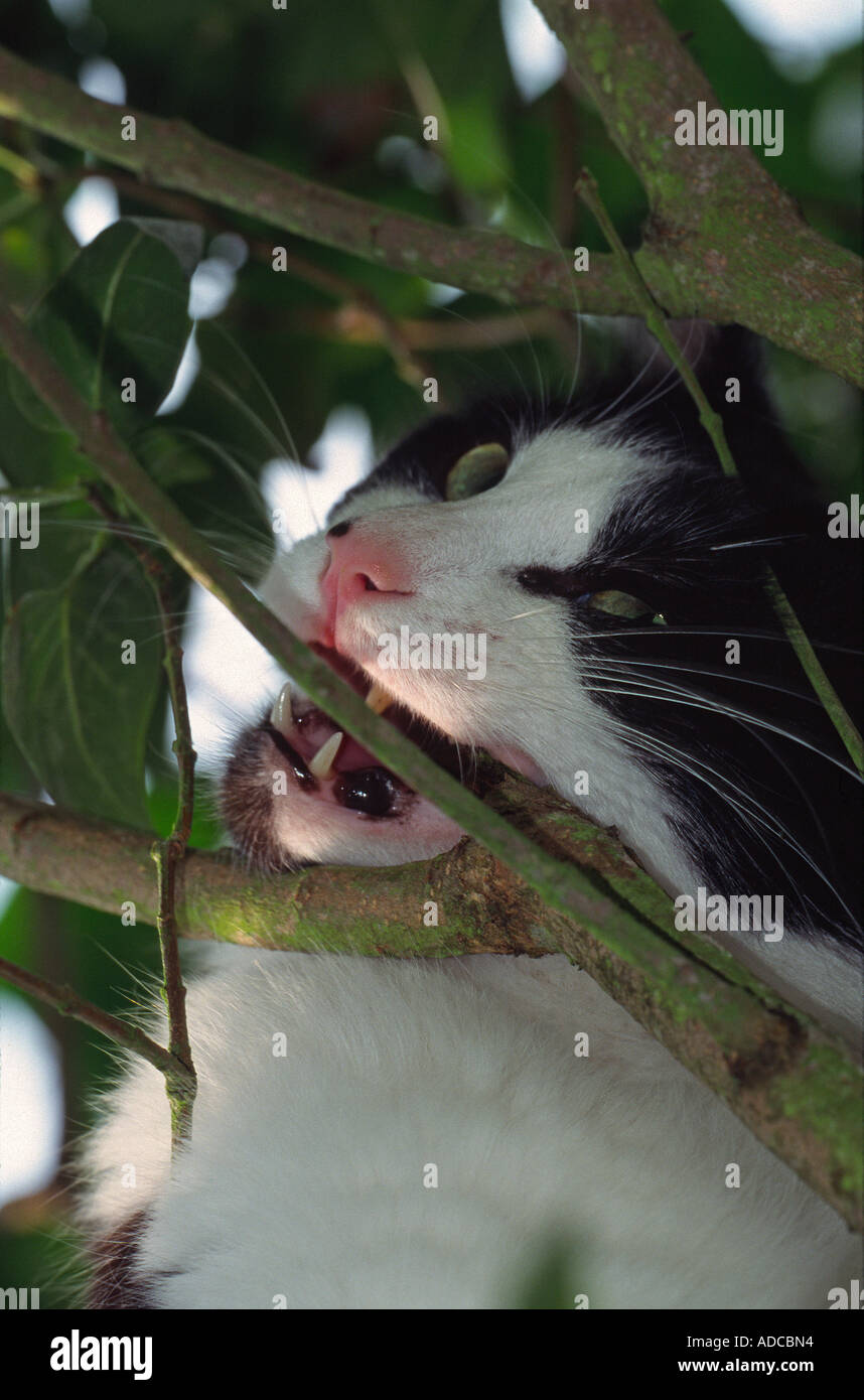 Cat biting tree branch hi-res stock photography and images - Alamy