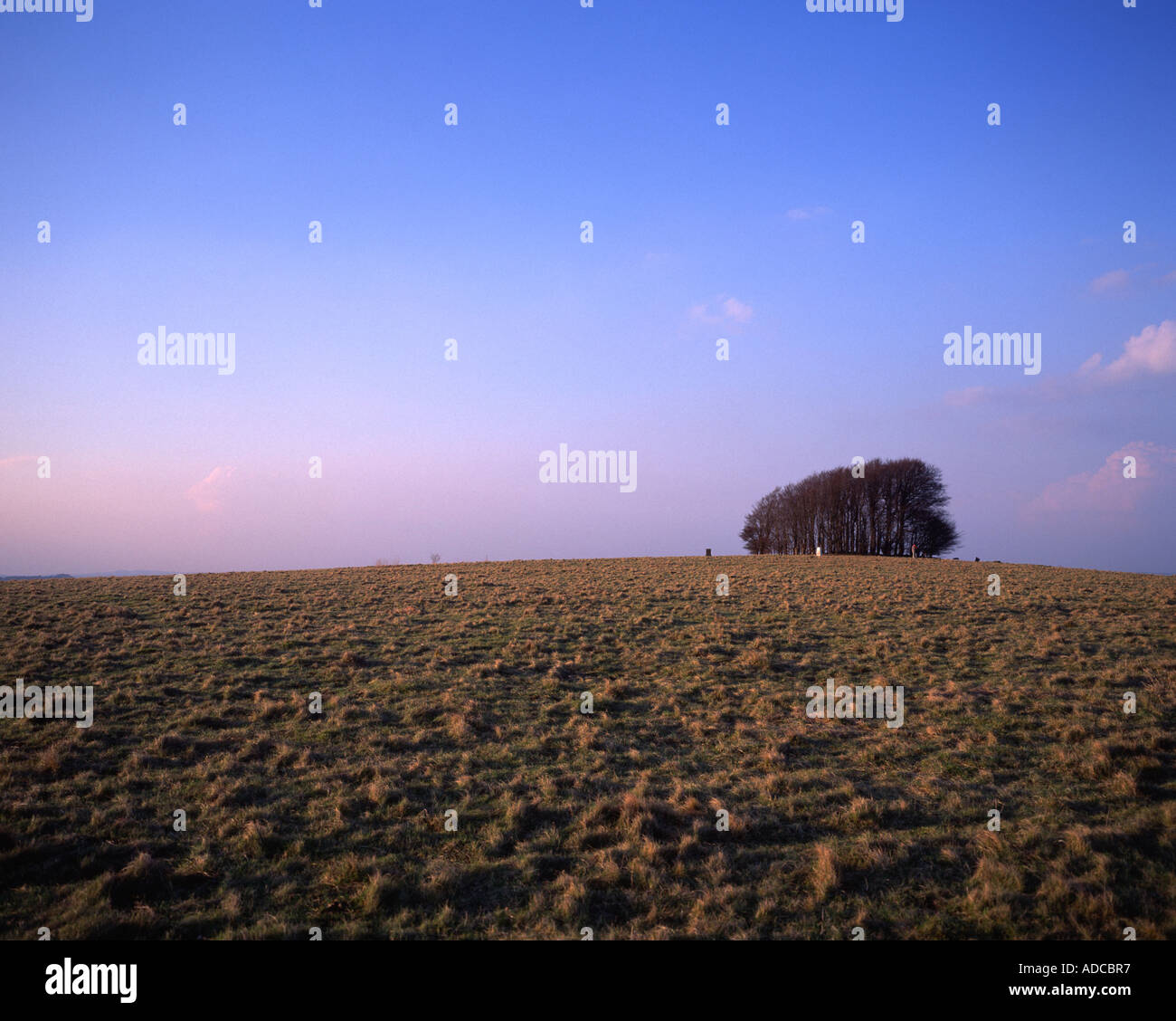 Isolated tree copse with blue sky and grass hillside Cranborne Chase ...