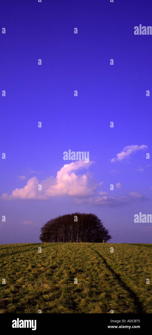 Isolated tree copse with blue sky and grass hillside Cranborne Chase ...