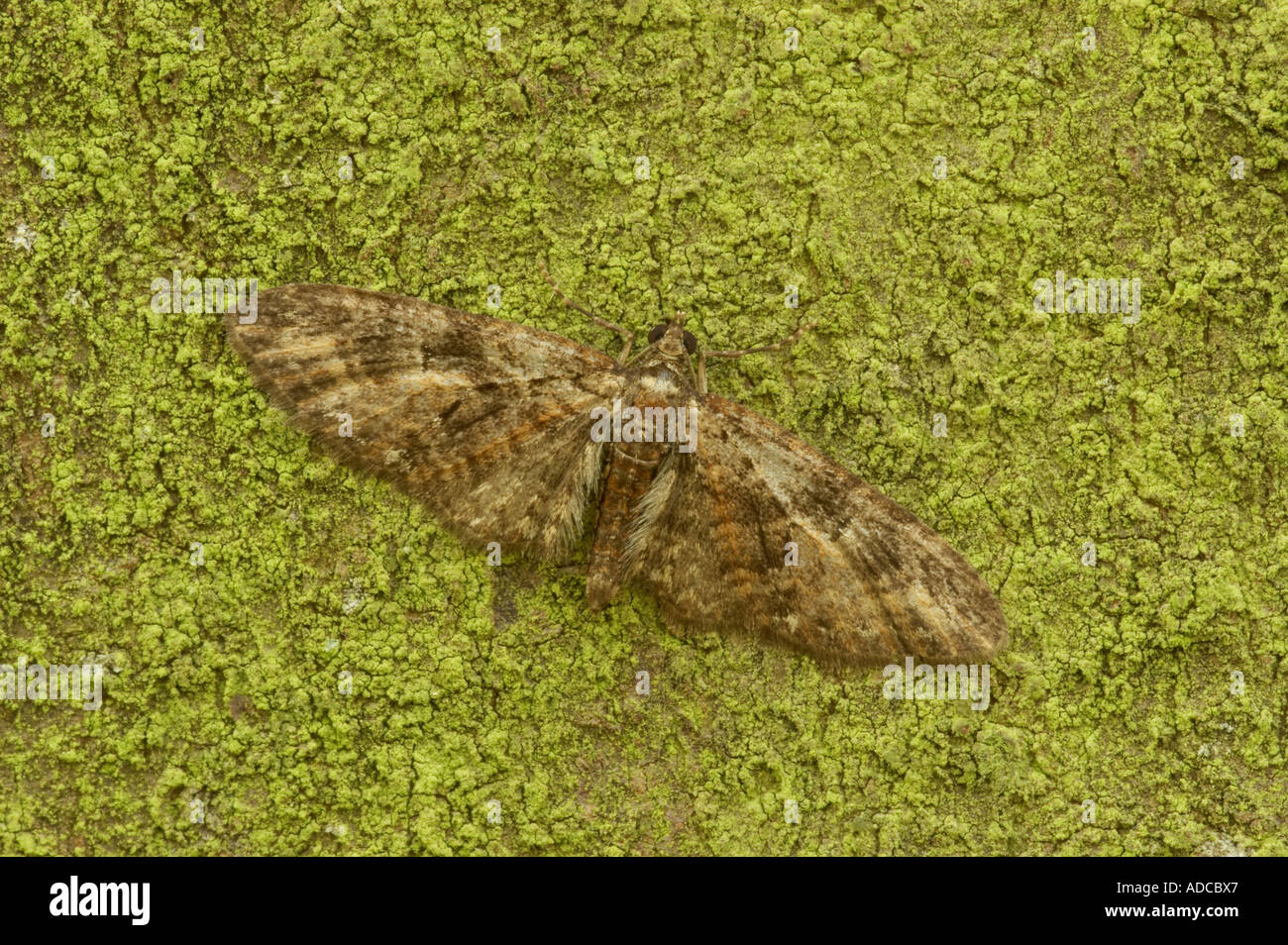 Mottled Pug - Eupithecia exiguata Stock Photo - Alamy